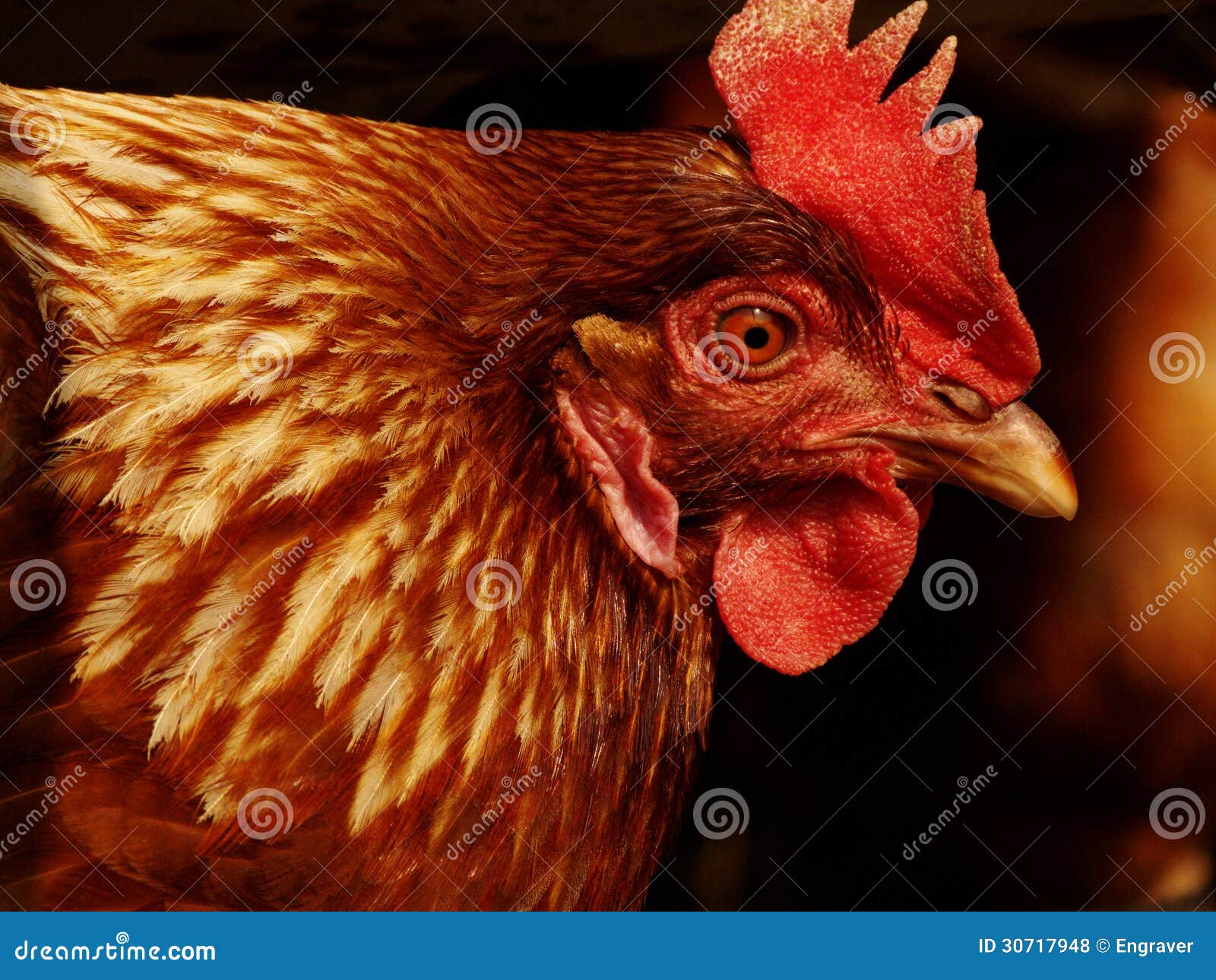 Hen portrait stock photo. Image of cake, dinner, meal - 30717948