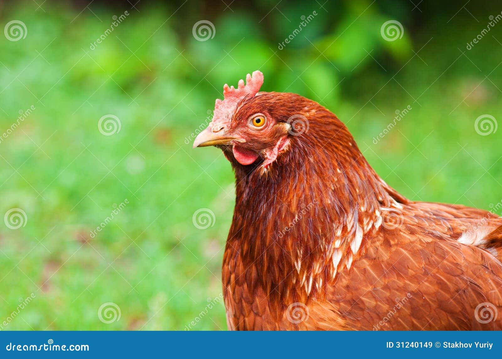 Hen portrait in biofarm stock image. Image of bird, colorful - 31240149