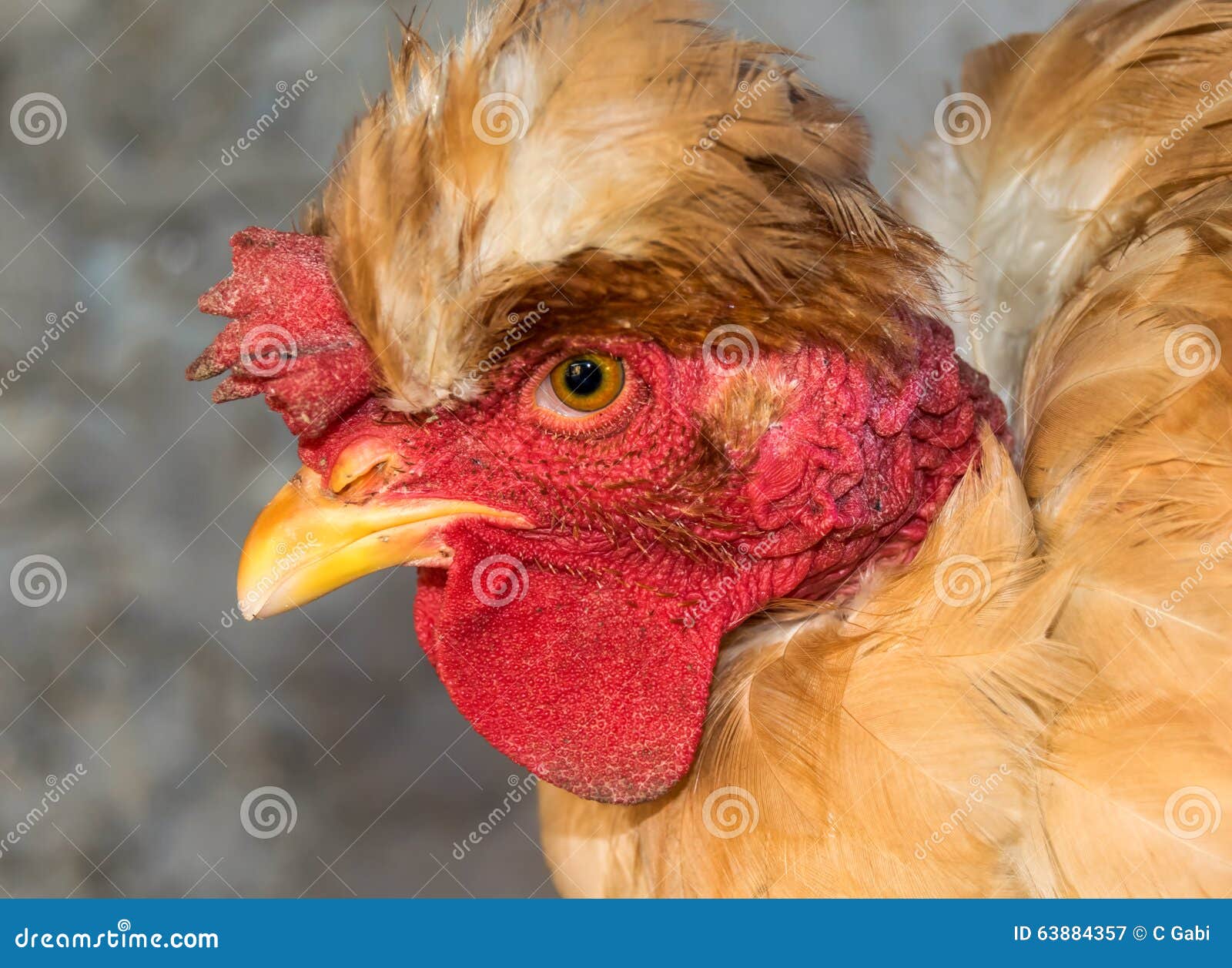 Hen portrait stock image. Image of chicken, beak, animal - 63884357