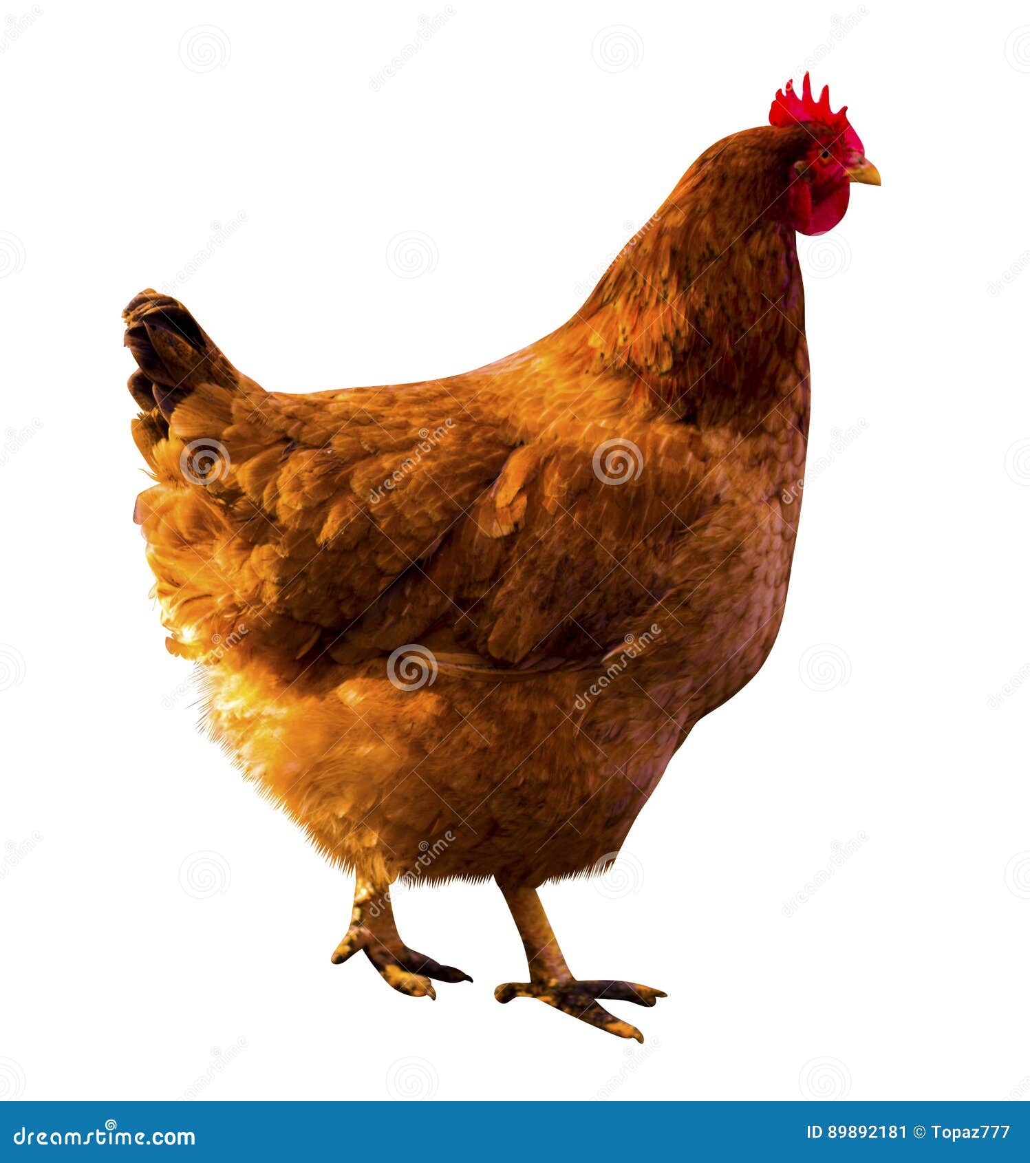 Hen Portrait. Hen in a Farm Stock Image - Image of color, chicken: 89892181