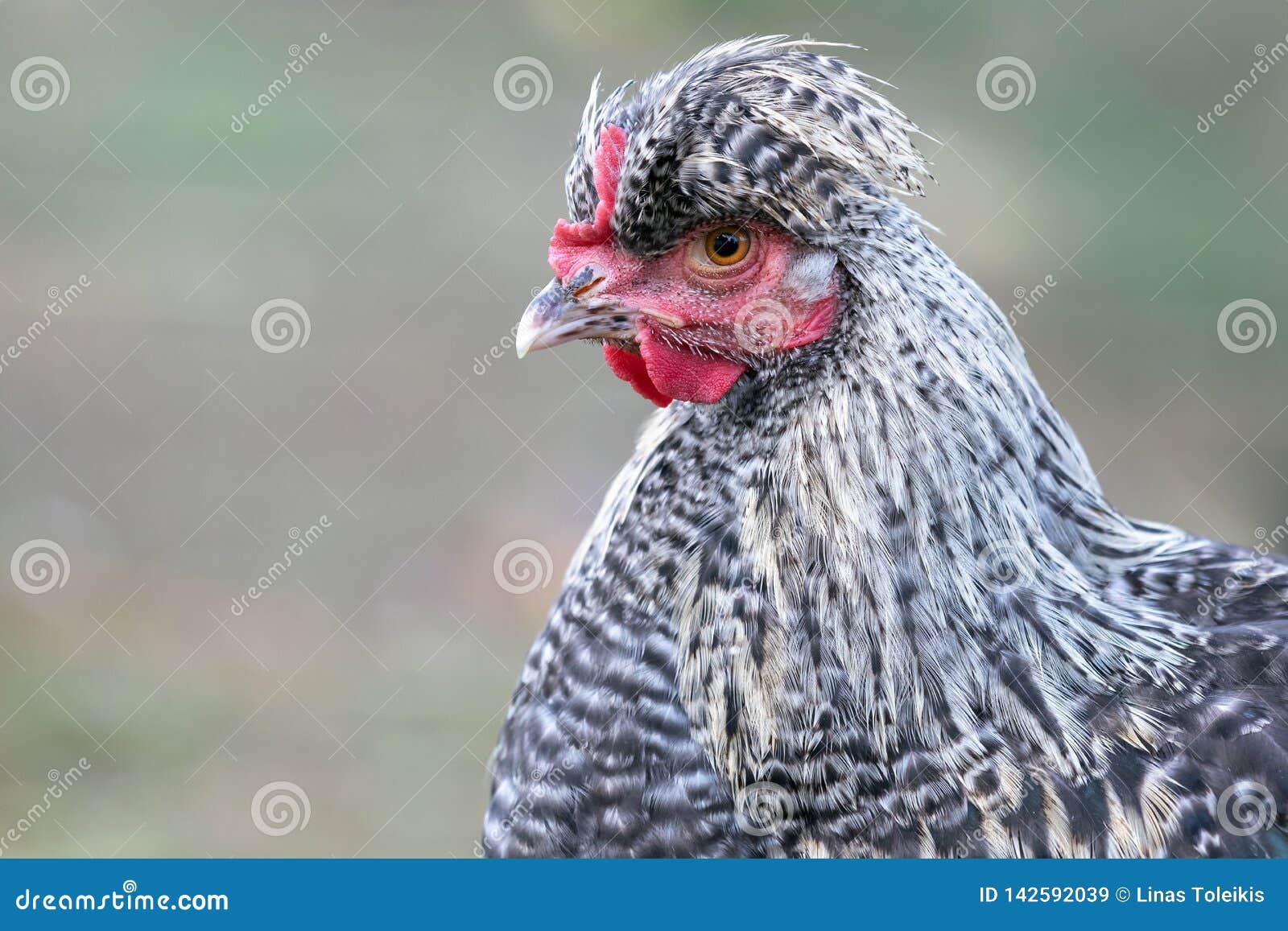 Hen Portrait in the Nice Background Stock Image - Image of background ...