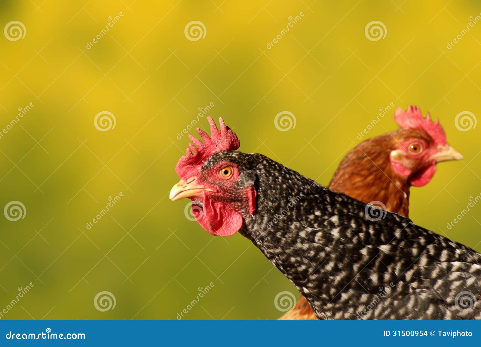 Hen Portrait Over Defocused Background Stock Photo - Image of closeup ...