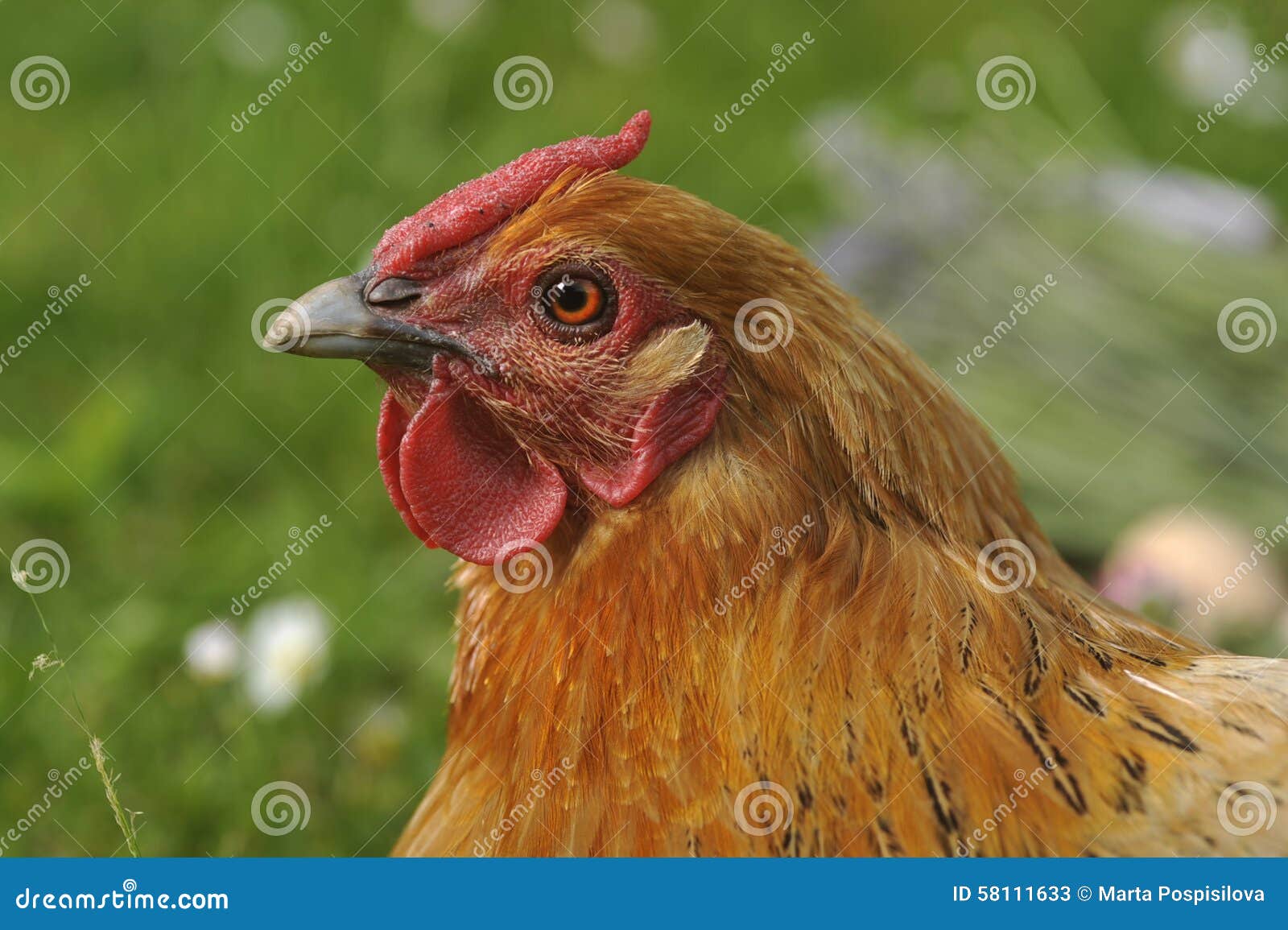 Hen portraits stock image. Image of farm, province, fowl - 58111633