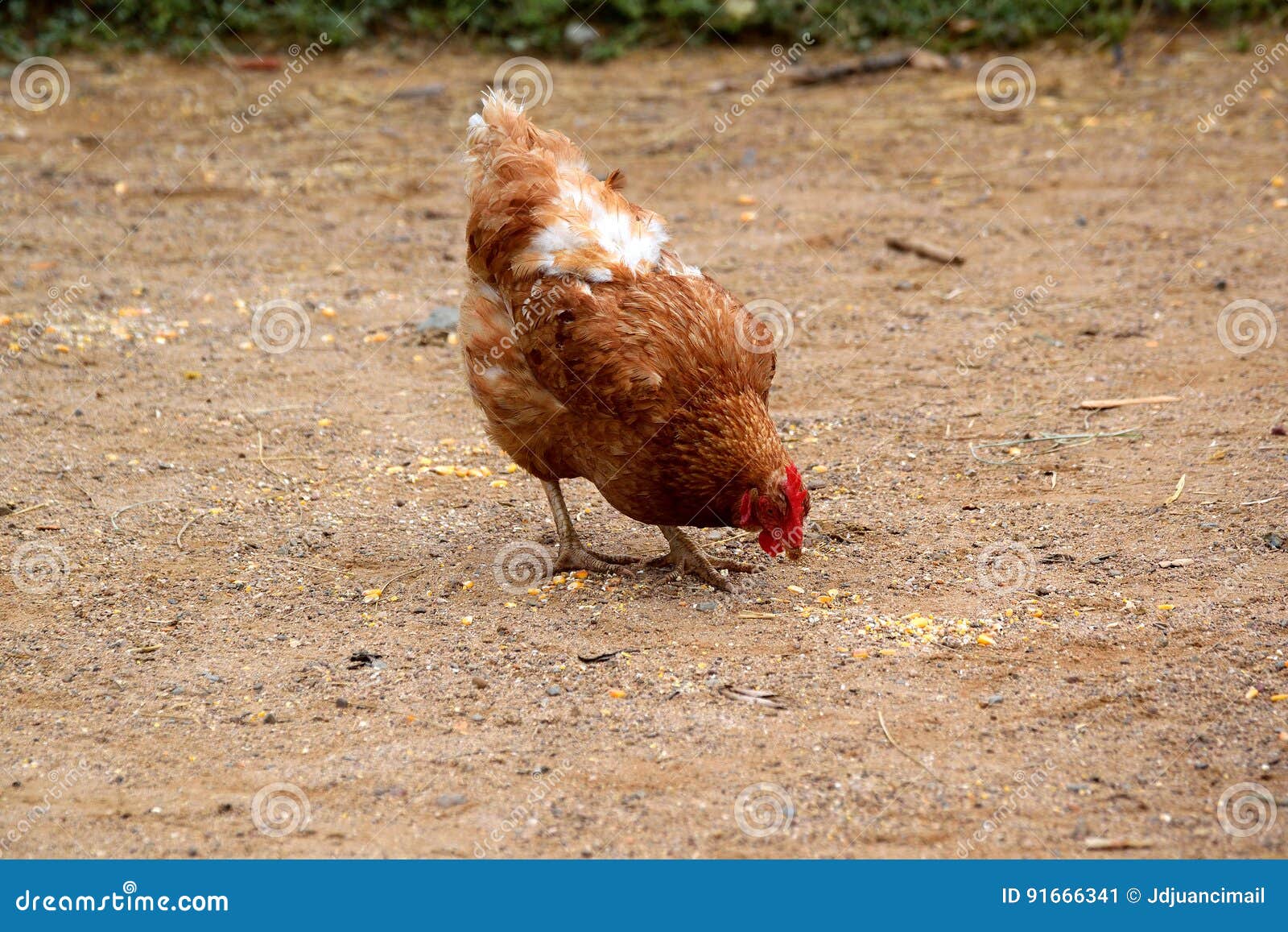 Hen in a Poultry Farm Pecking Some Corn on the Floor. Empty Copy Space ...