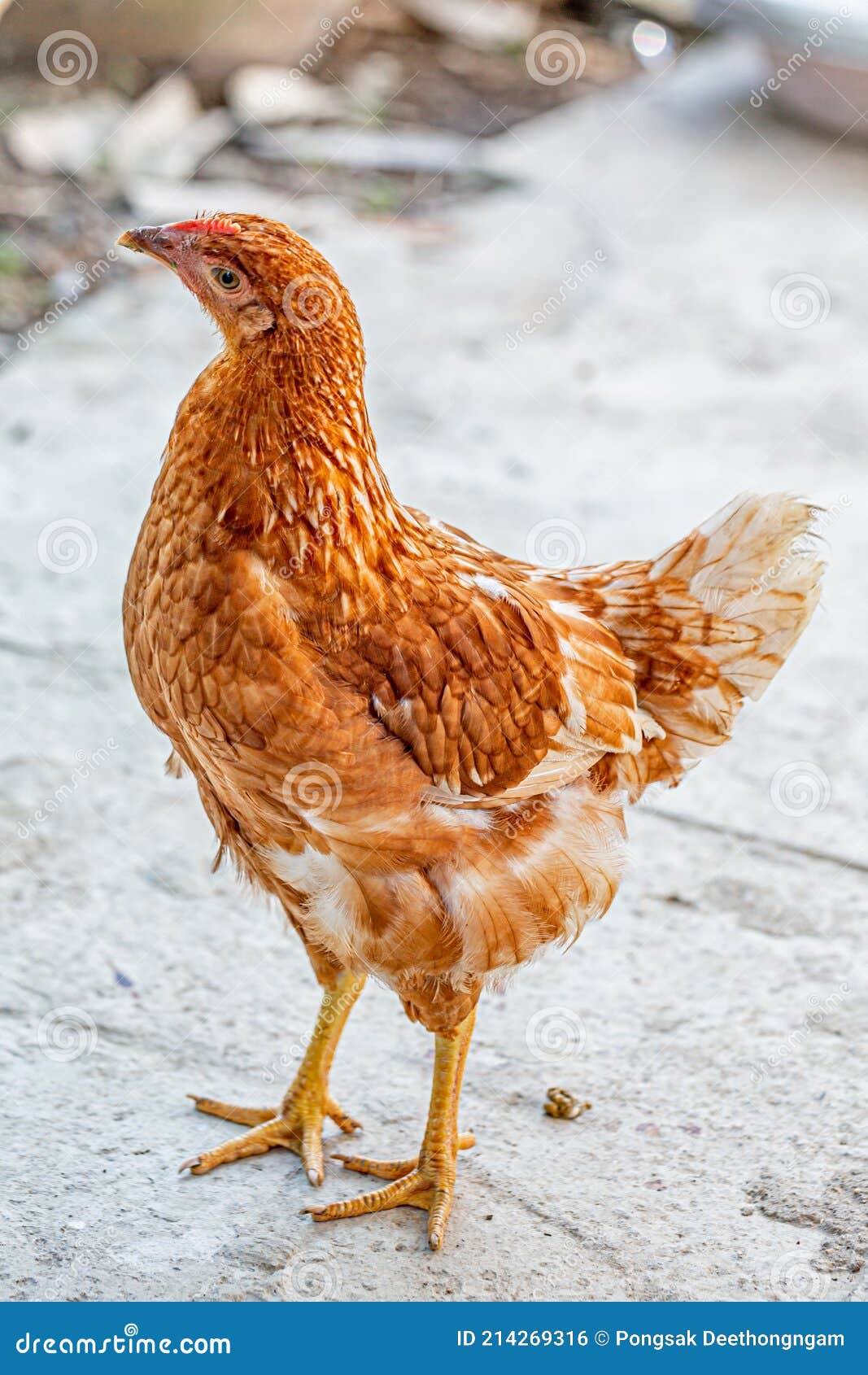 Hen and Protecting Chicks stock photo. Image of nature - 214269316