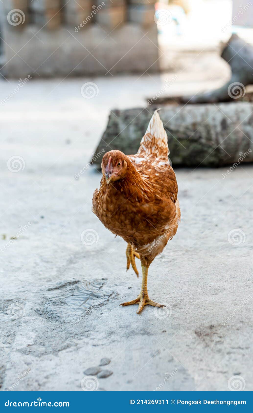 Hen and Protecting Chicks stock image. Image of guarding - 214269311