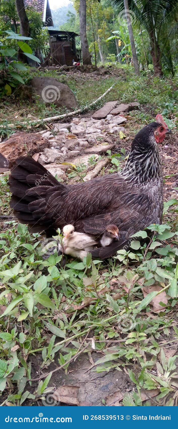 The Hen is Protecting Her Chicks with Her Wings Stock Image - Image of ...