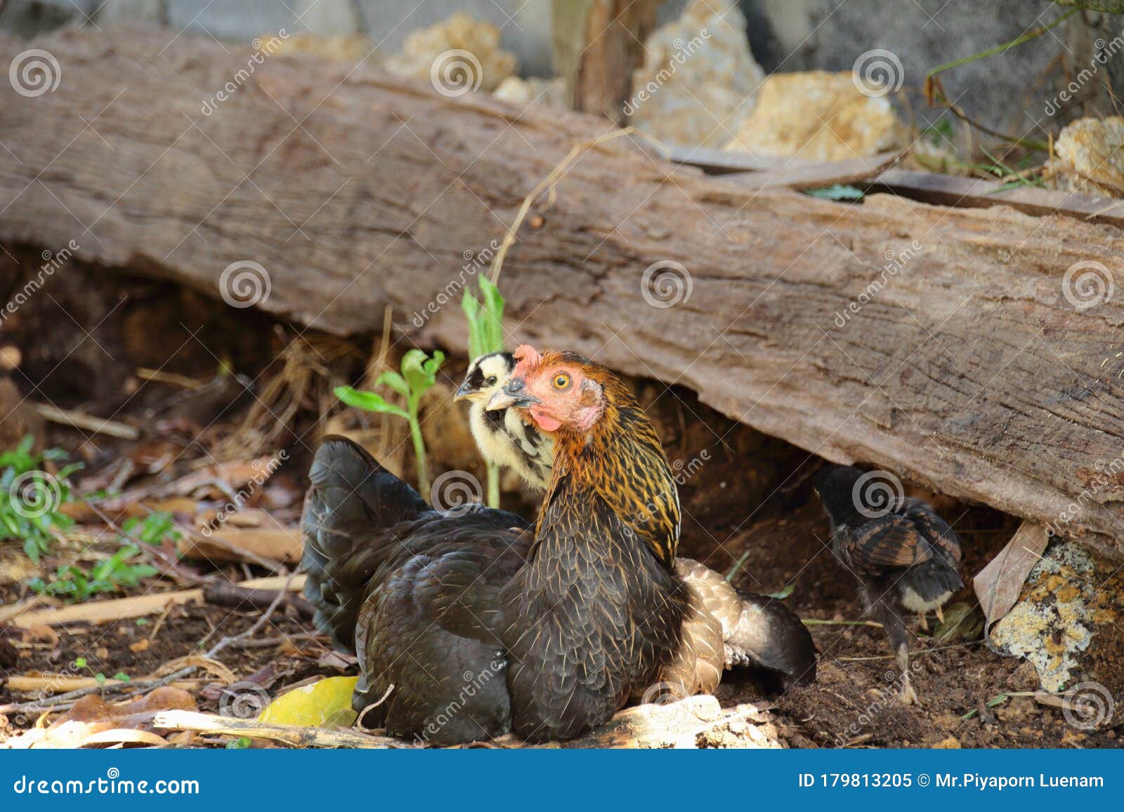 Hen is raising the baby. stock image. Image of landscape - 179813205
