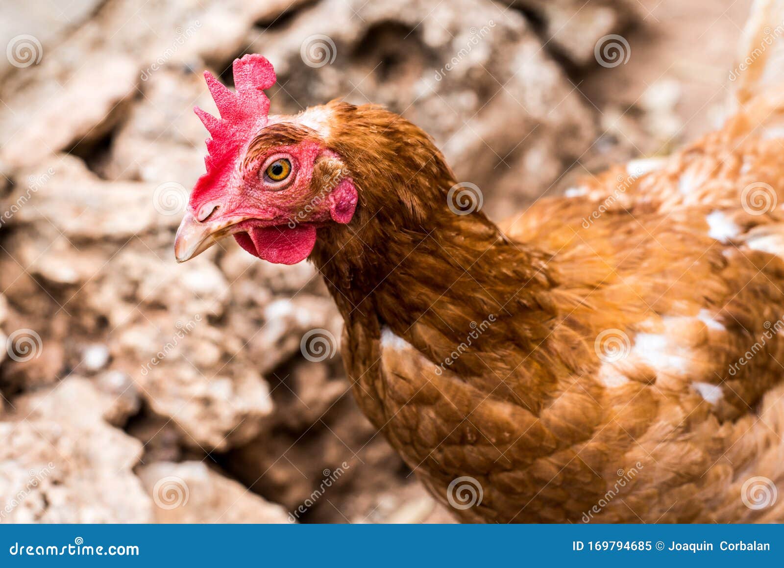 Hen with Red Crest in Chicken Coop Stock Image - Image of beak, roost ...