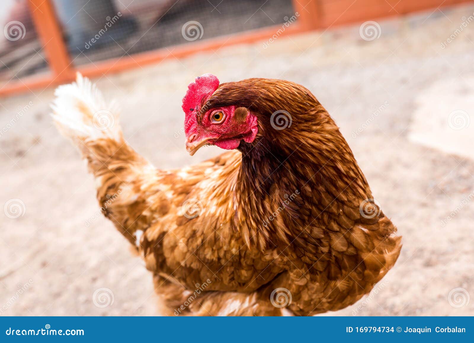 Hen with Red Crest in Chicken Coop Stock Photo - Image of watching ...