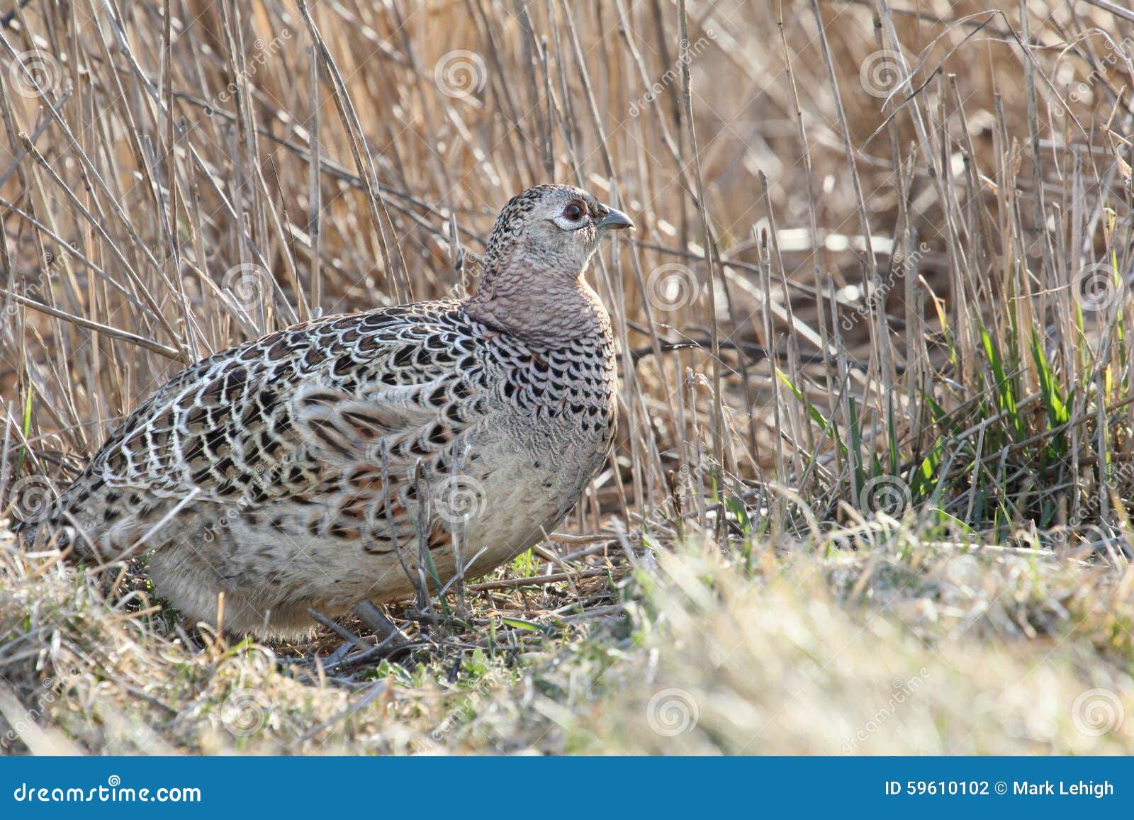 Hen ringneck in shadow stock photo. Image of plumage - 59610102