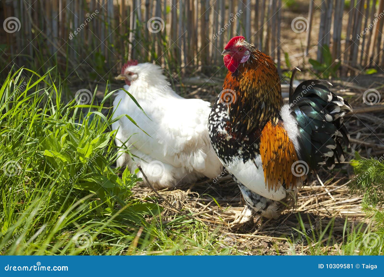 Hen and rooster stock image. Image of meadow, agriculture - 10309581