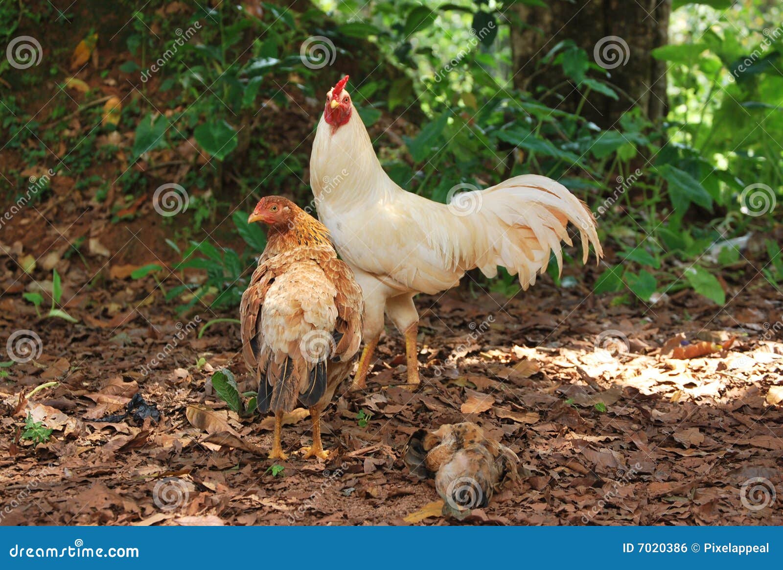 Hen & Rooster stock photo. Image of care, couple, rooster - 7020386