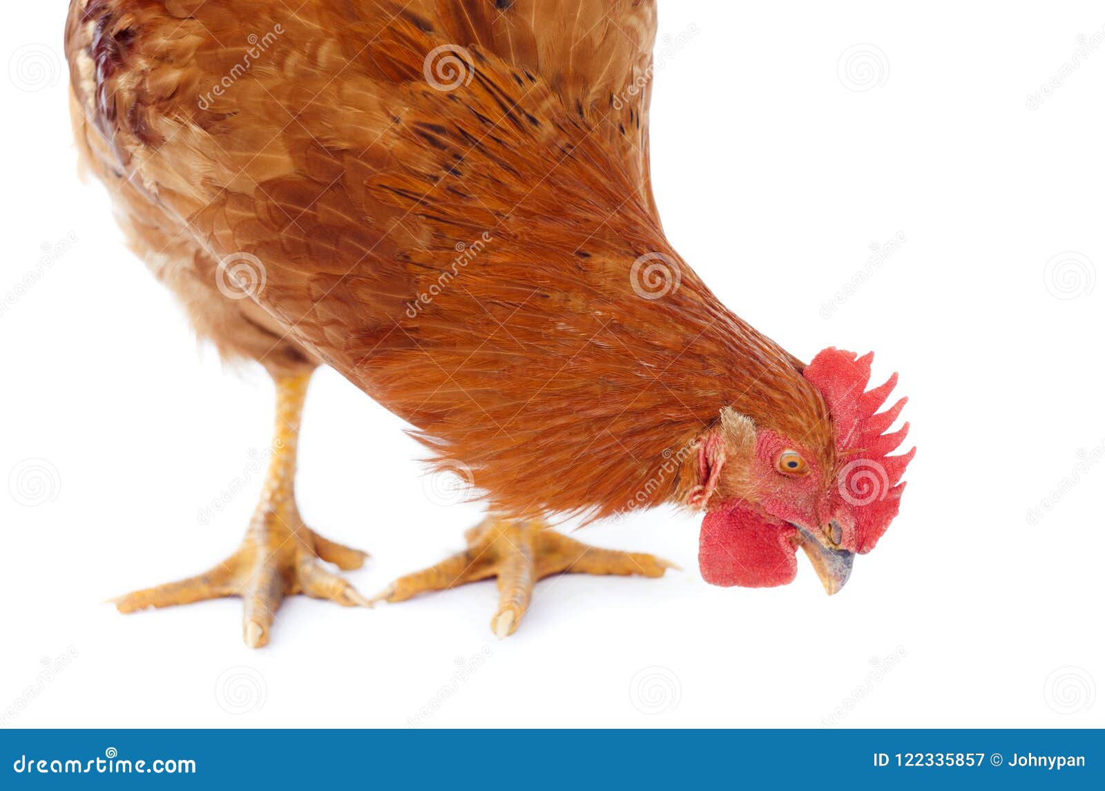 Hen or Rooster Chicken Looking Down Stock Image - Image of look ...