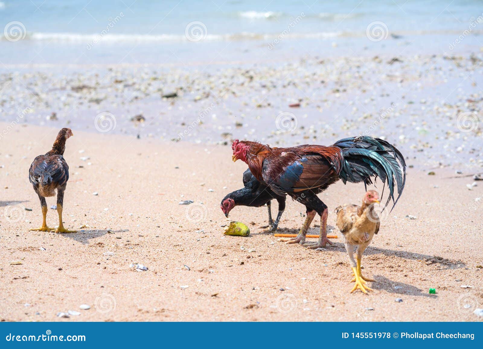 Hen and Rooster and Chicks Walking on the Beach Stock Photo - Image of ...