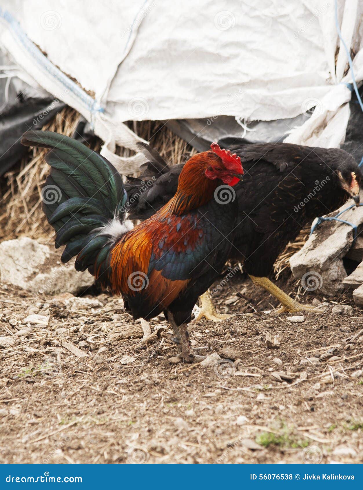 Hen and rooster stock photo. Image of pecking, chicken - 56076538