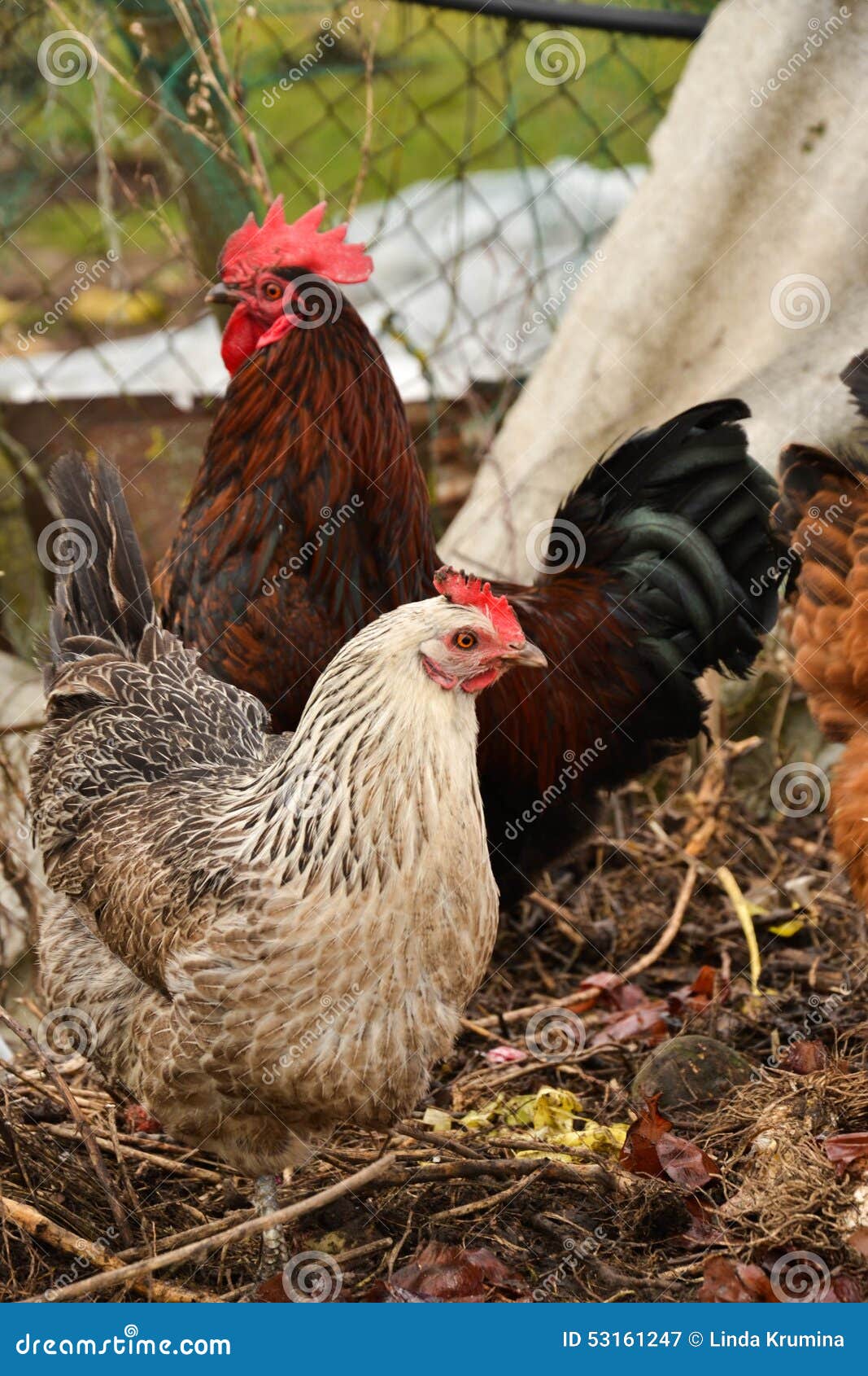 Hen and rooster stock image. Image of peaceful, beauty - 53161247