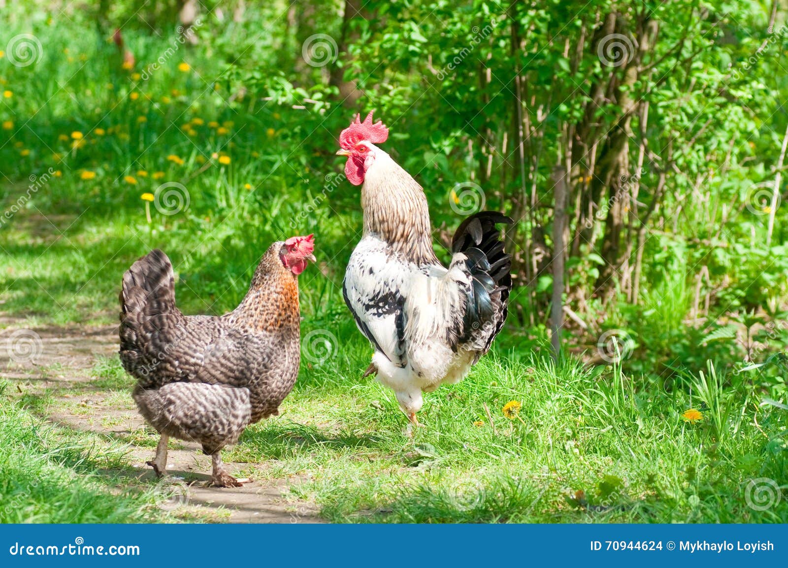 Hen and rooster stock photo. Image of comb, agriculture - 70944624