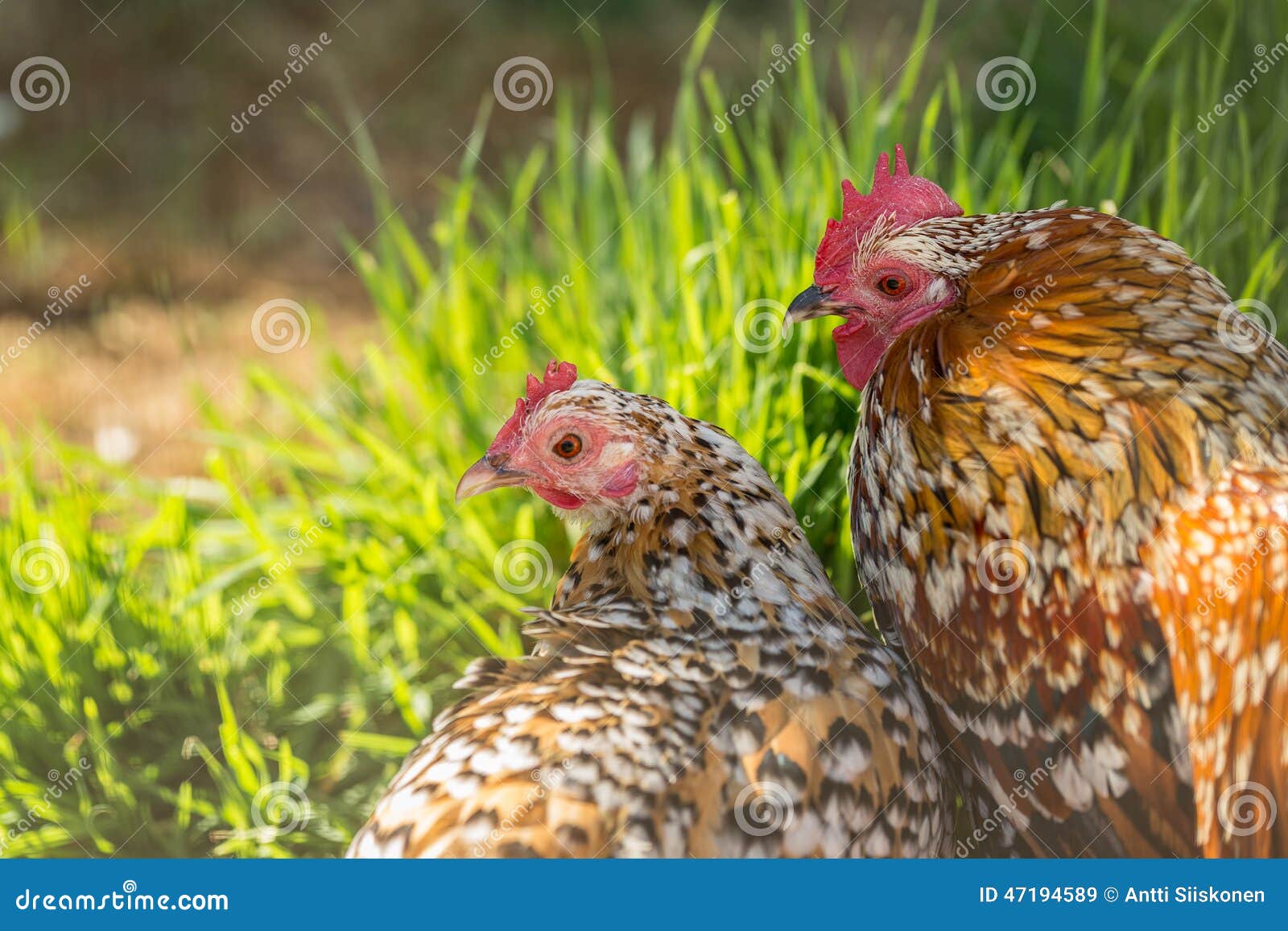 Hen and rooster stock image. Image of side, garden, backyard - 47194589