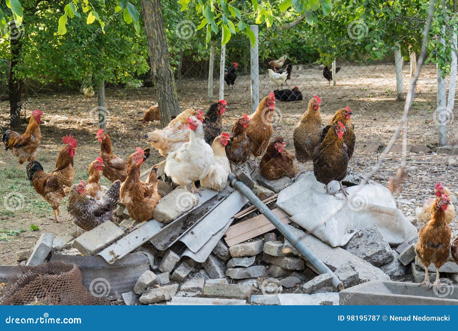 Hen and Rooster on Traditional Free Range Poultry Farm Stock Image ...
