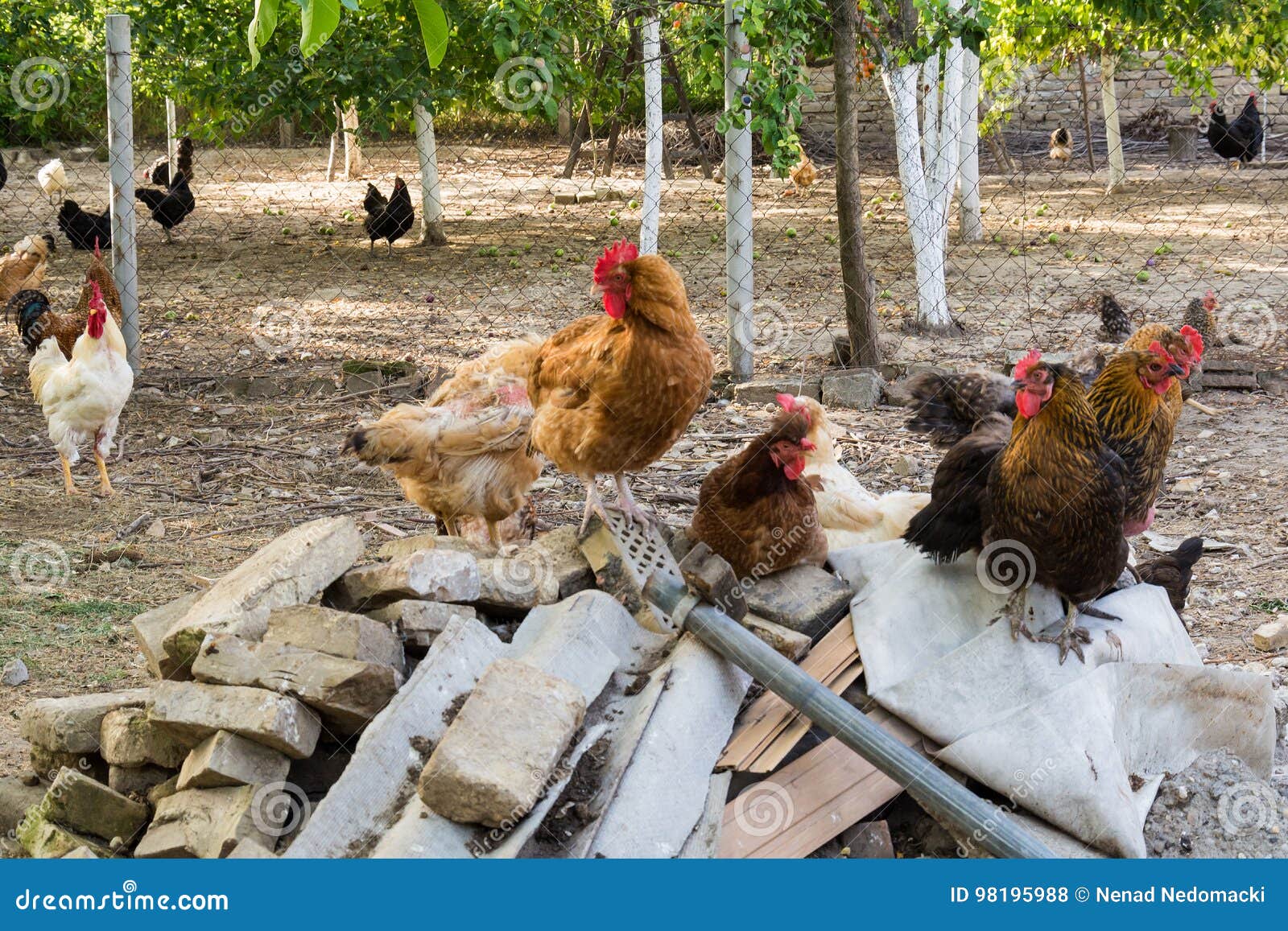 Hen and Rooster on Traditional Free Range Poultry Farm Stock Photo ...