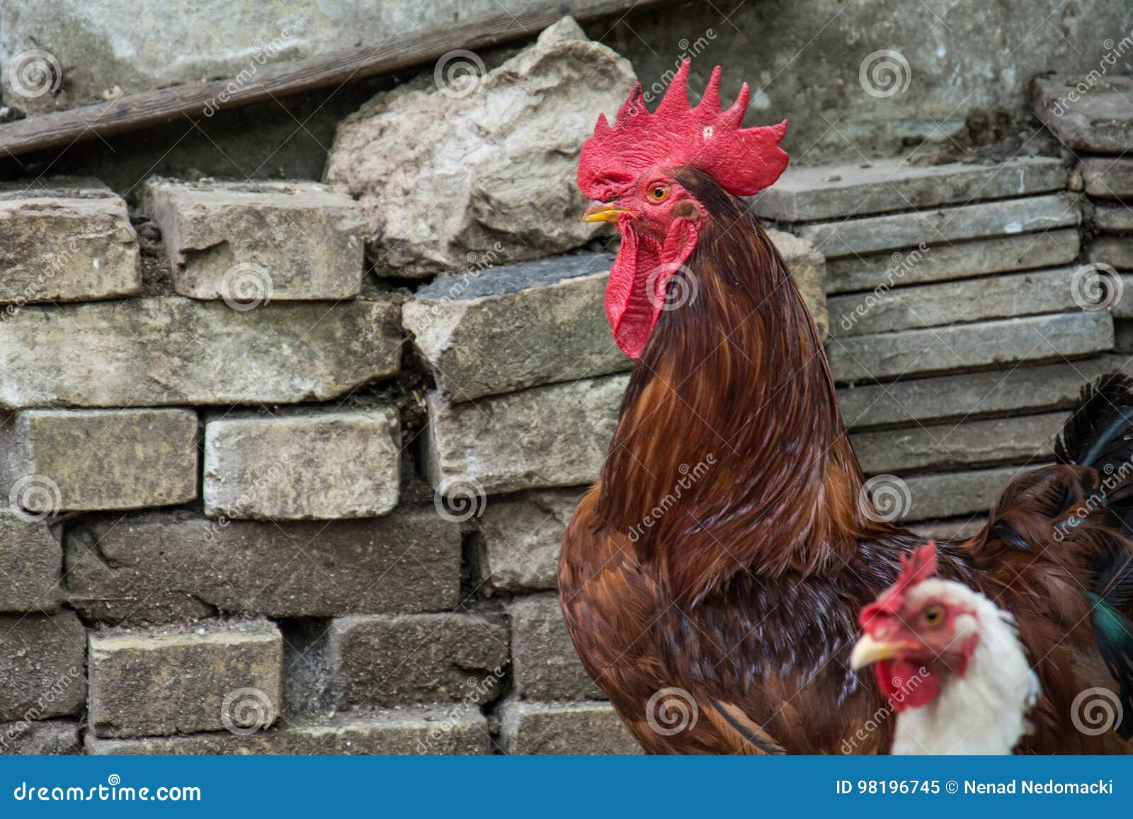 Hen and Rooster on Traditional Free Range Poultry Farm Stock Image ...