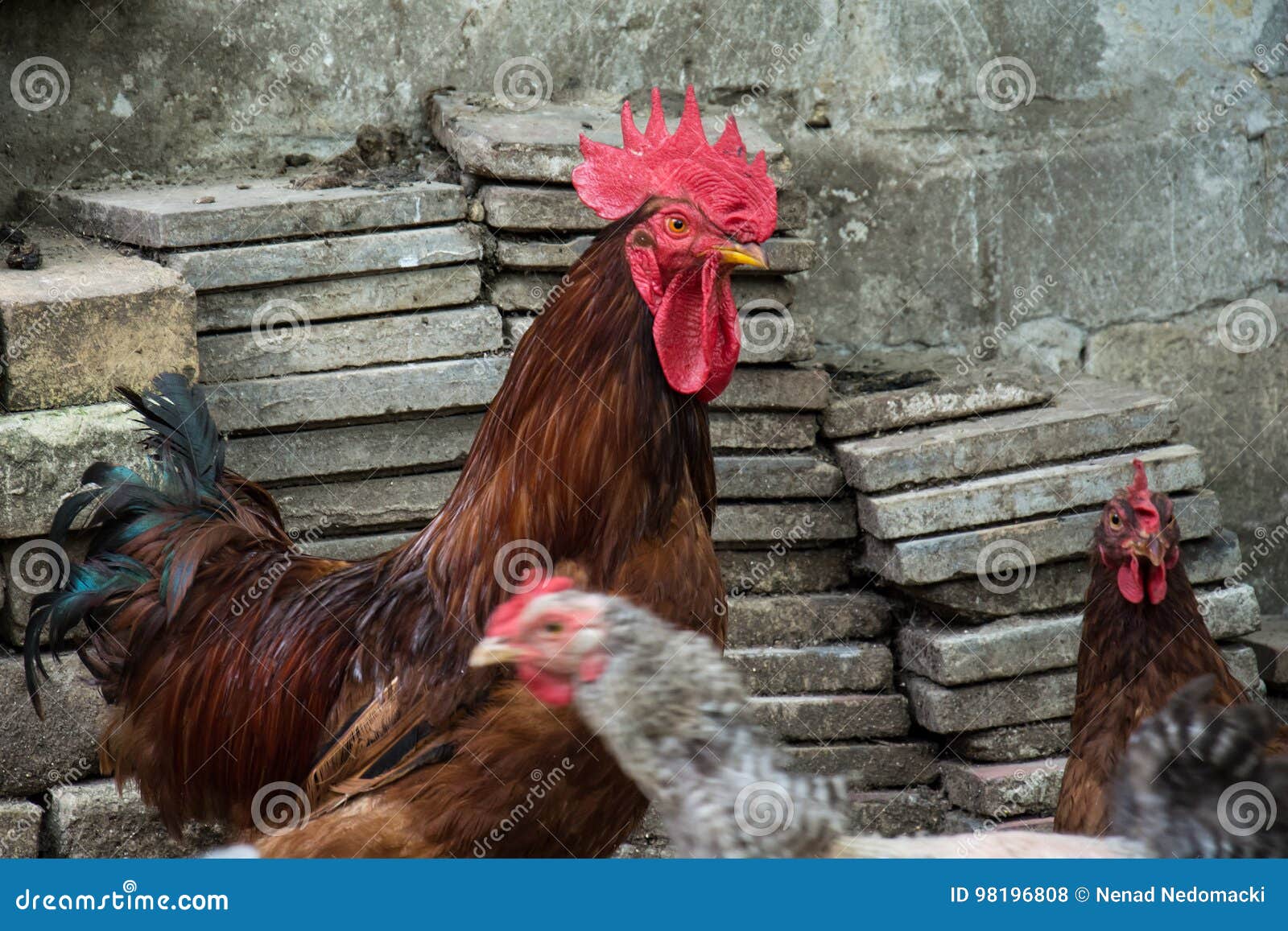 Hen and Rooster on Traditional Free Range Poultry Farm Stock Photo ...
