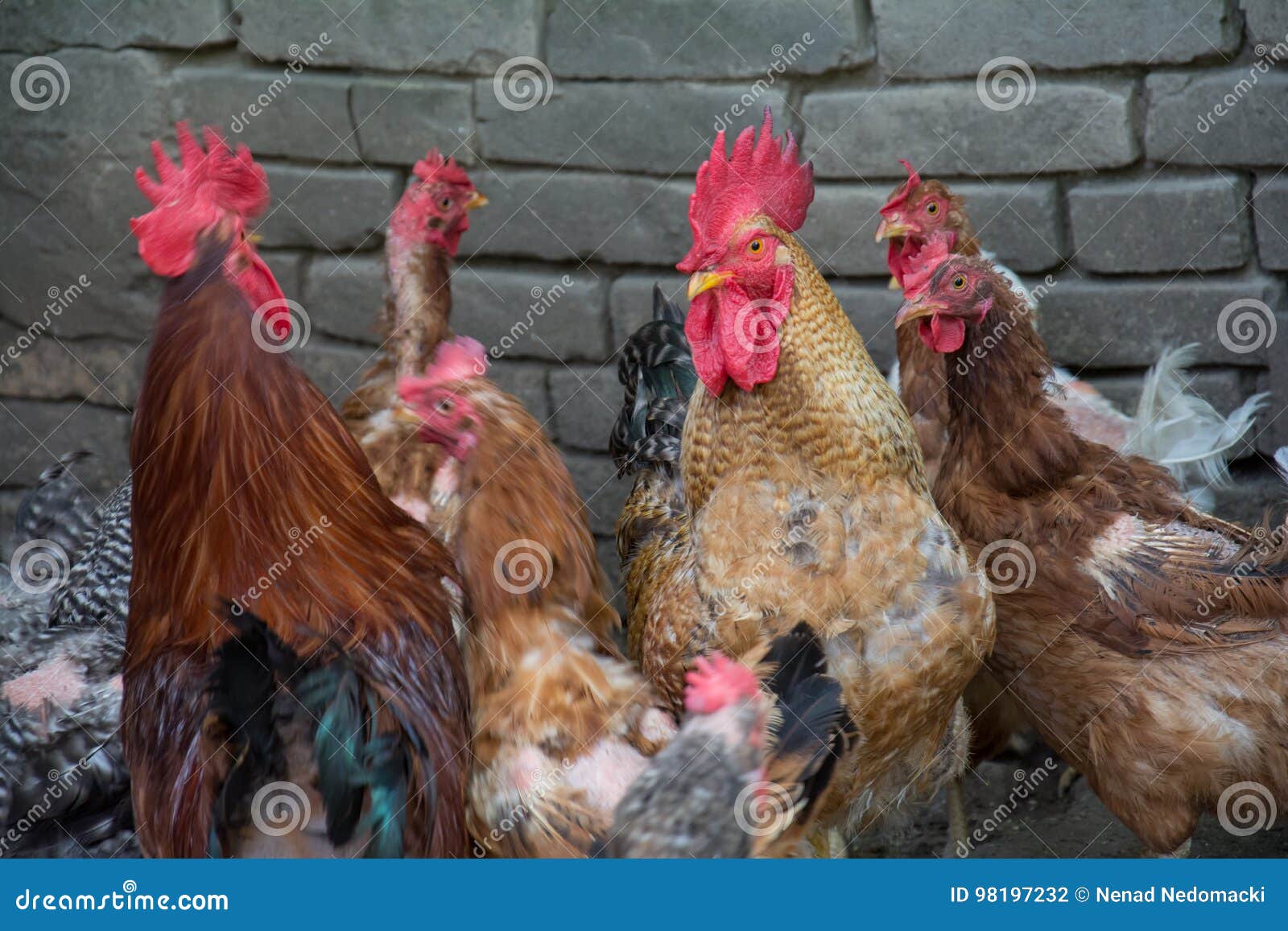 Hen and Rooster on Traditional Free Range Poultry Farm Stock Photo ...