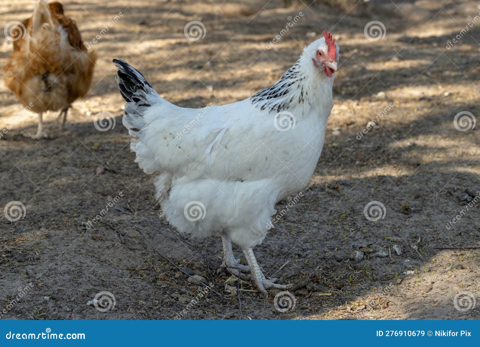 A hen on the run stock image. Image of natural, daylight - 276910679
