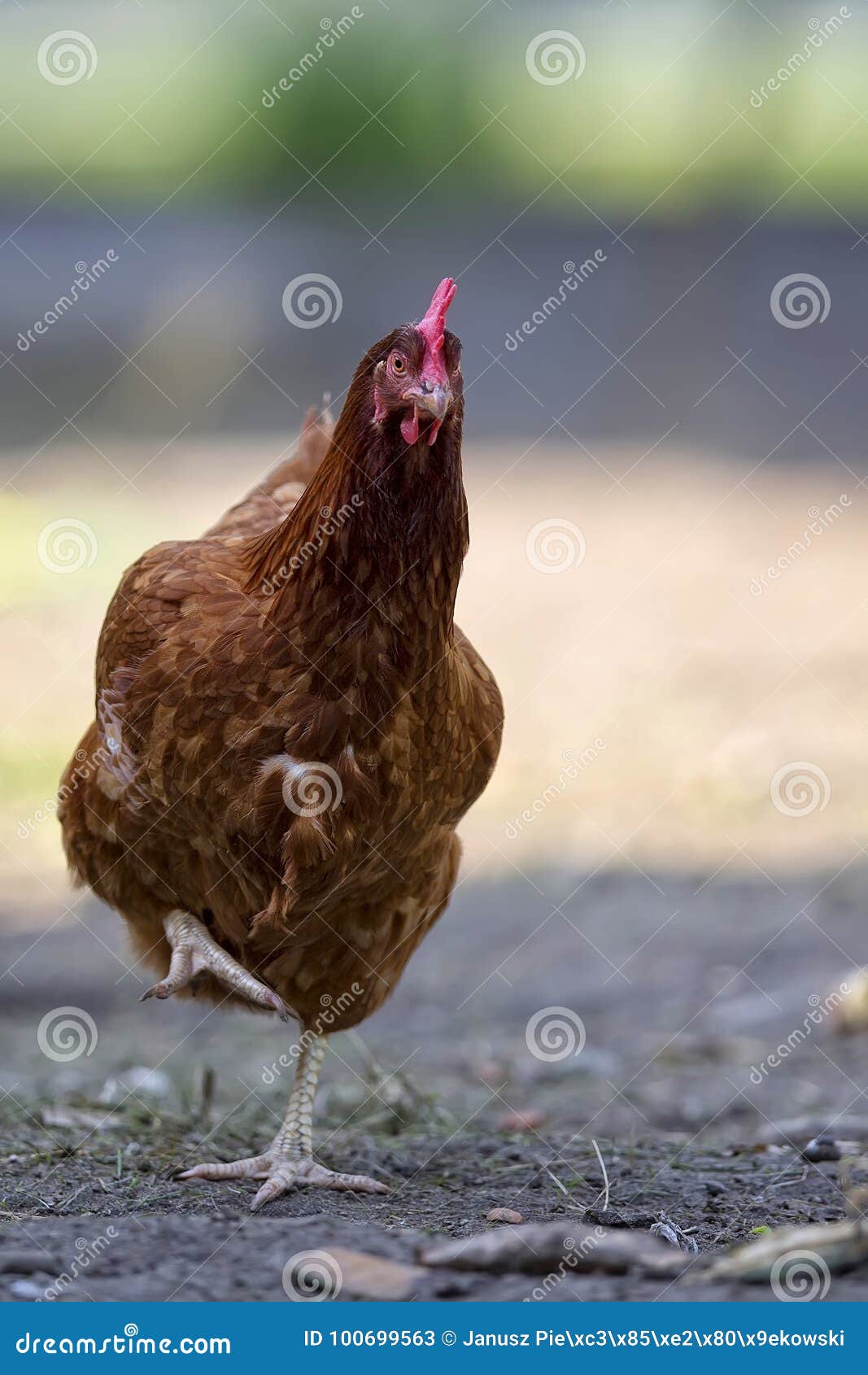 Hen in the run stock image. Image of cockerel, green - 100699563