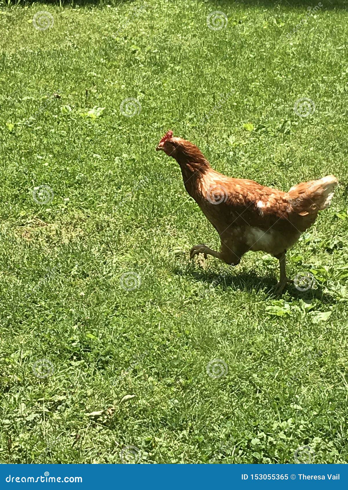 Hen Running stock image. Image of brown, chicken, running - 153055365