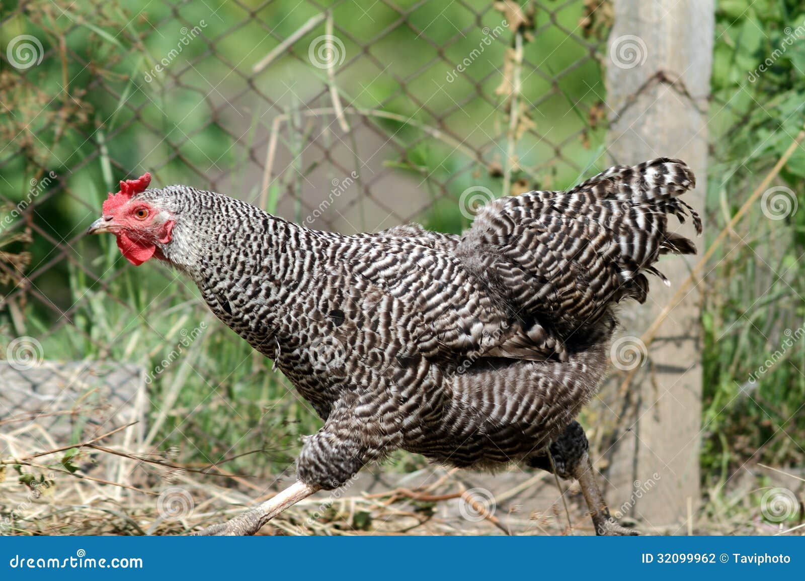 Hen running at the farm stock photo. Image of agriculture - 32099962