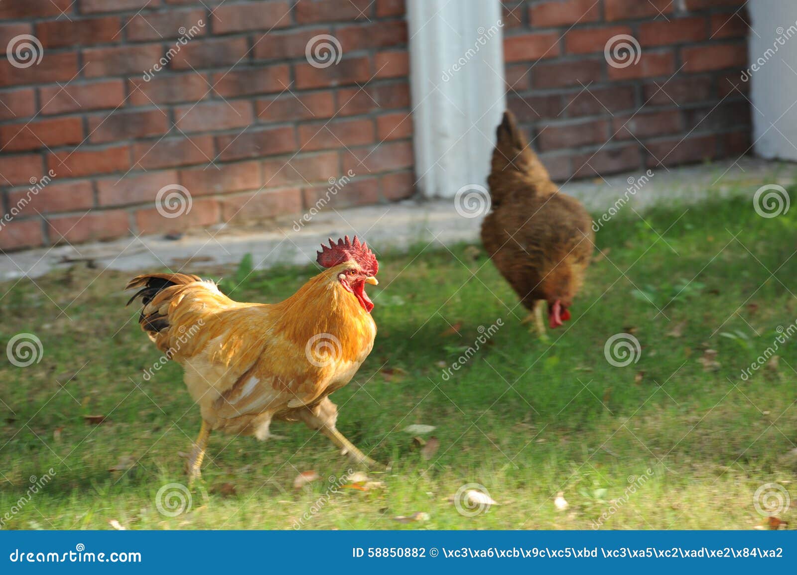 Hen stock photo. Image of poultry, scattered, chicken - 58850882