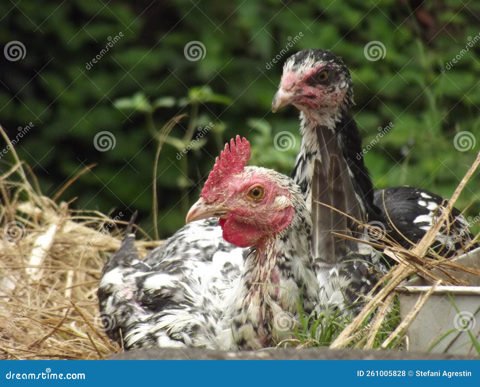 The Hen s Brooding stock photo. Image of peafowl, brooding - 261005828