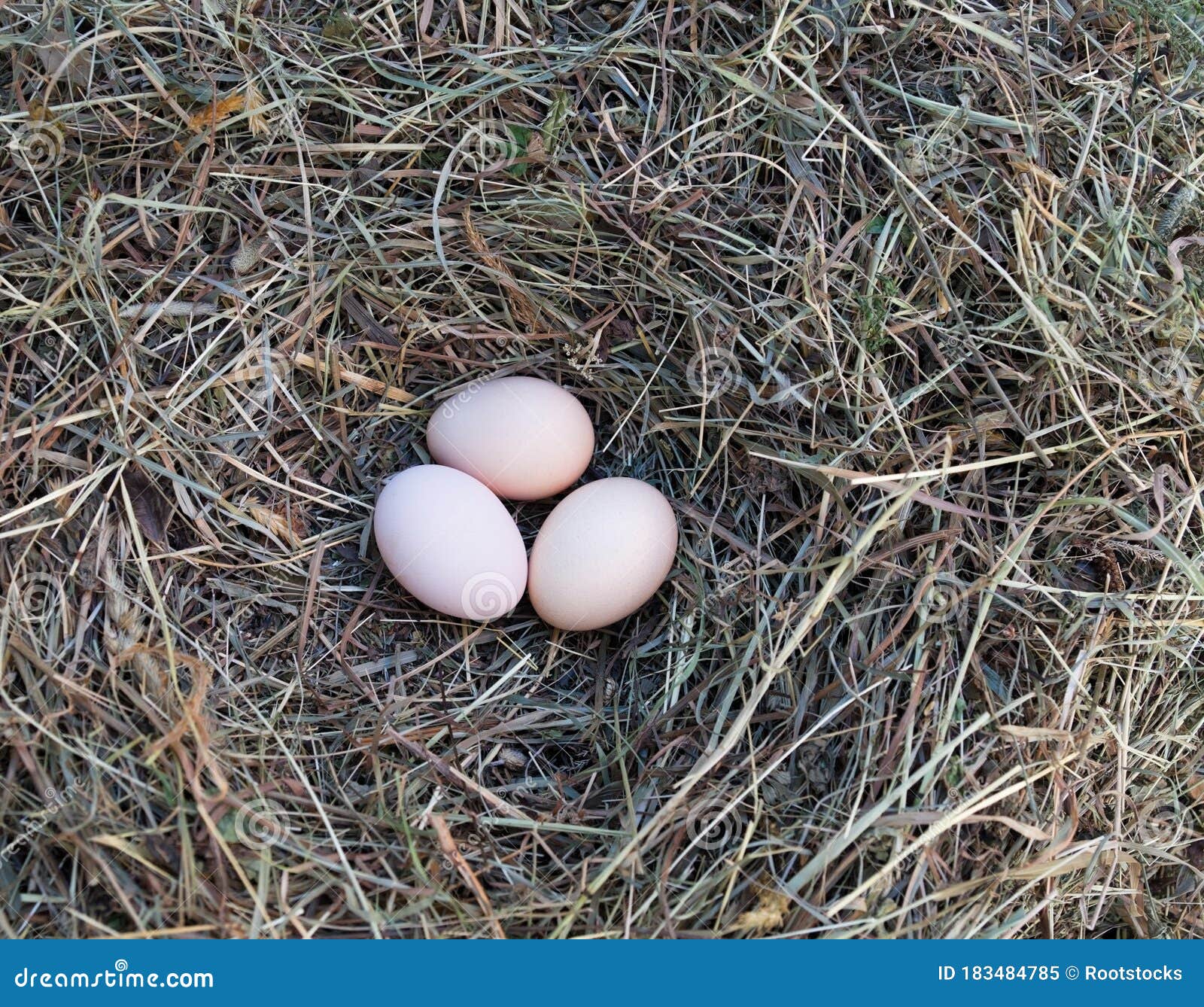 Hen`s eggs in the hay nest stock image. Image of hencoop - 183484785