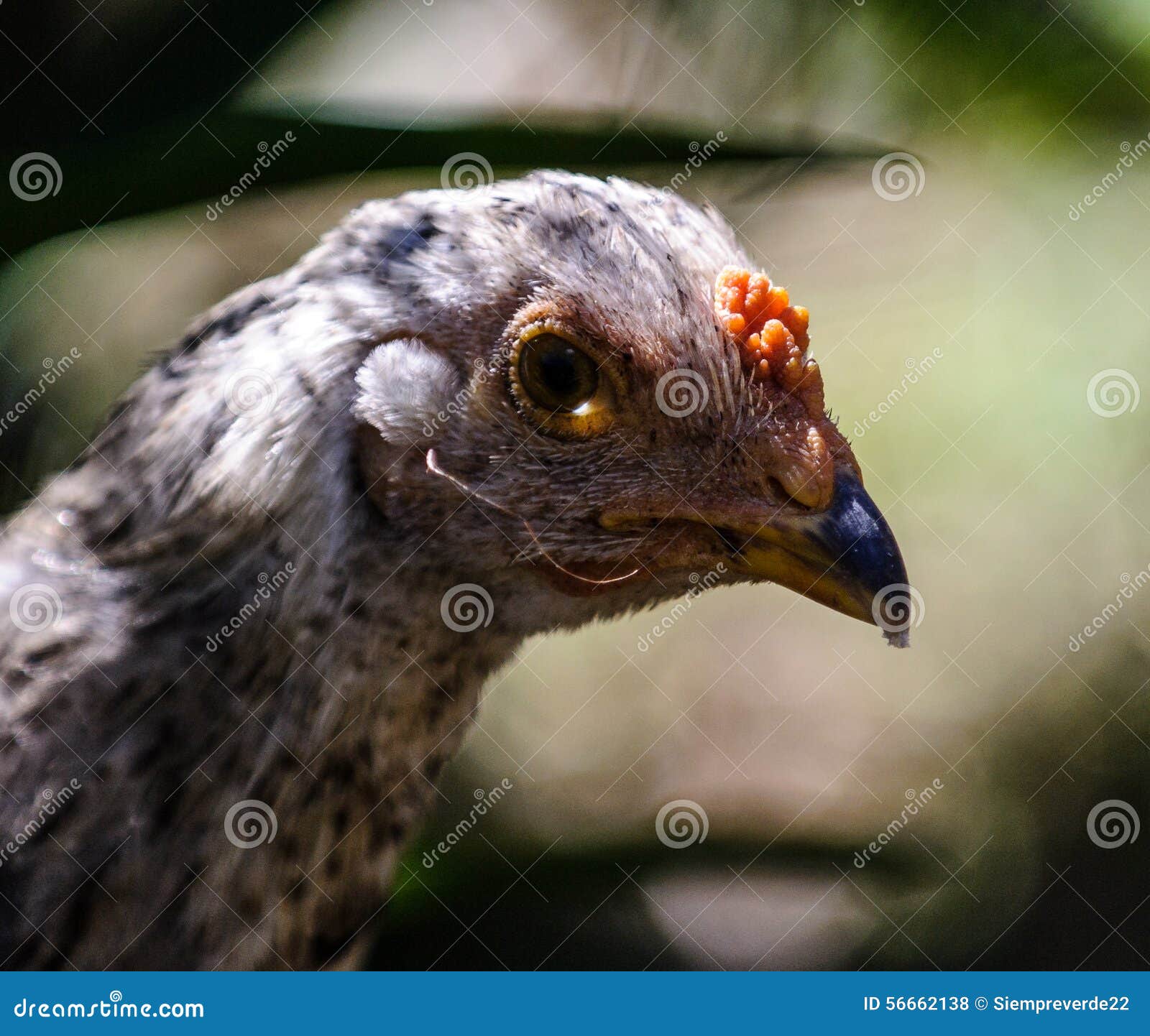 Hen s head stock photo. Image of agriculture, specie - 56662138