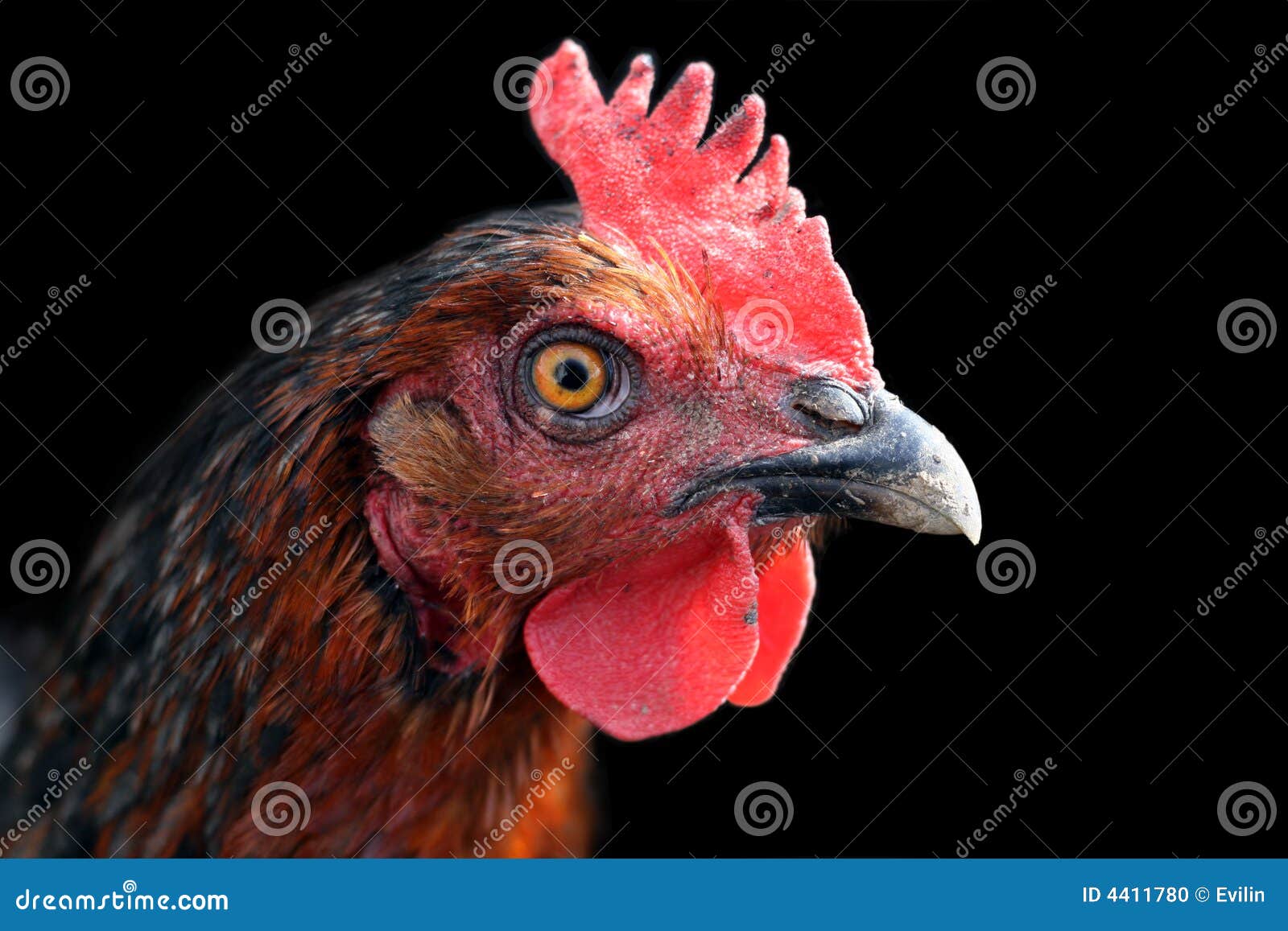 Hen s Portrait stock photo. Image of five, farm, easter - 4411780