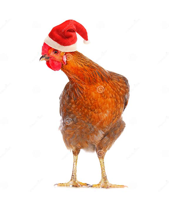 Hen in a Santas hat. stock photo. Image of female, claus - 16906710