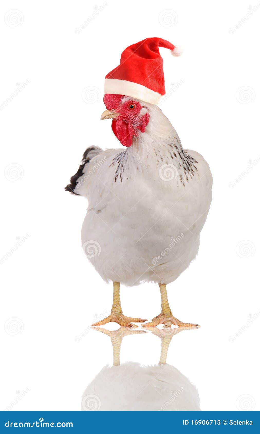 Hen in a Santas hat. stock image. Image of live, pets - 16906715