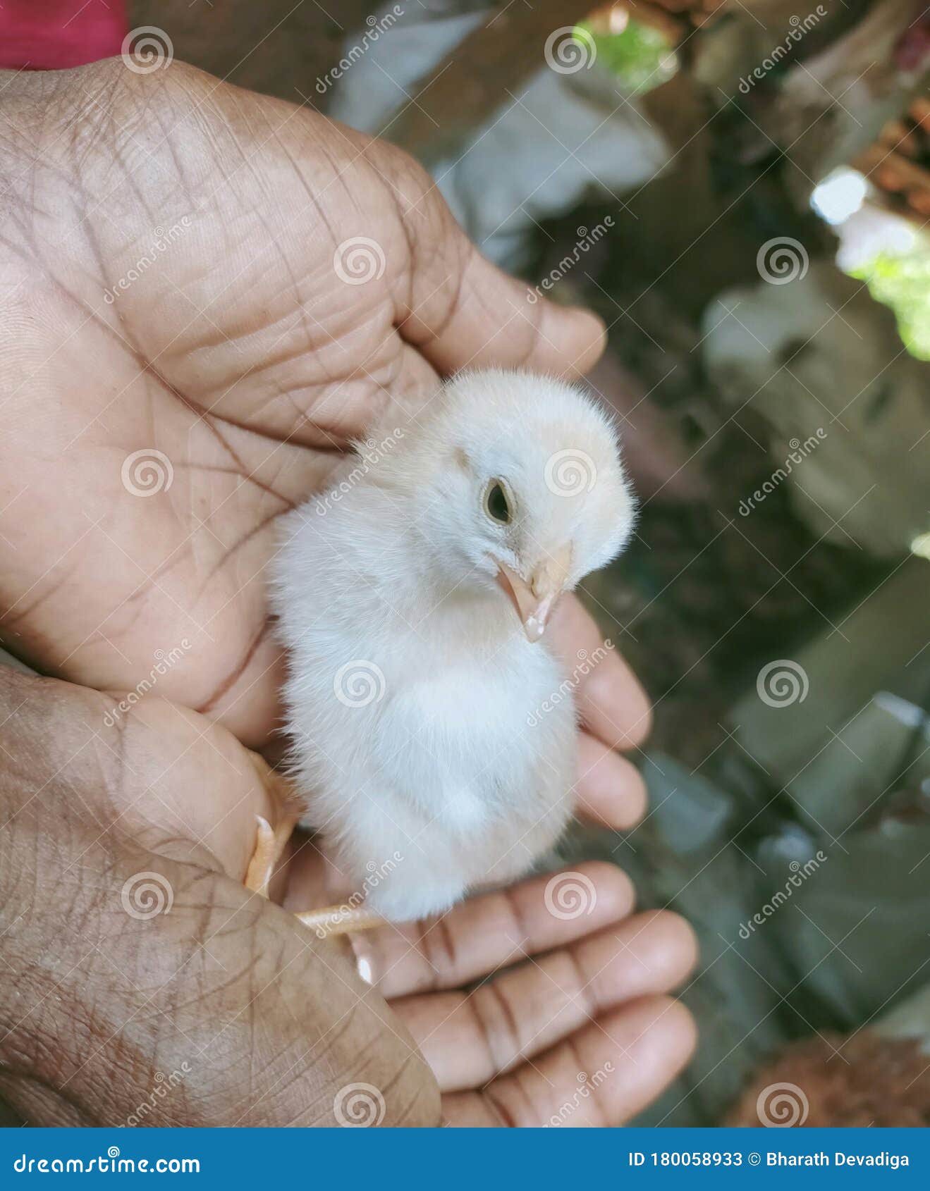 A Hen Saved by Women from Eagle Attack Stock Image - Image of chicken ...