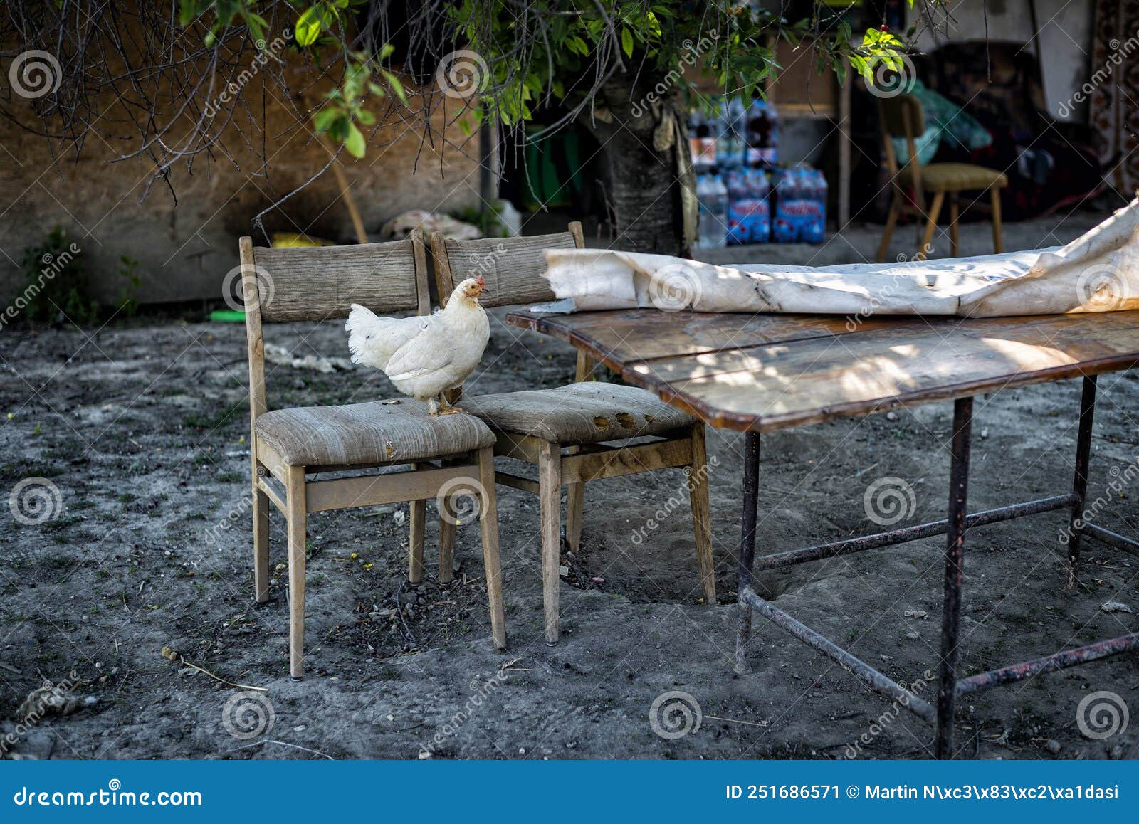 Hen Sits on the Chair Next To the Table Stock Image - Image of ...