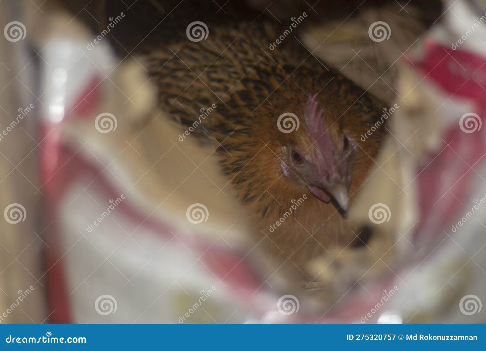 A Hen Sitting on Eggs To Hatch Stock Image - Image of tree, environment ...