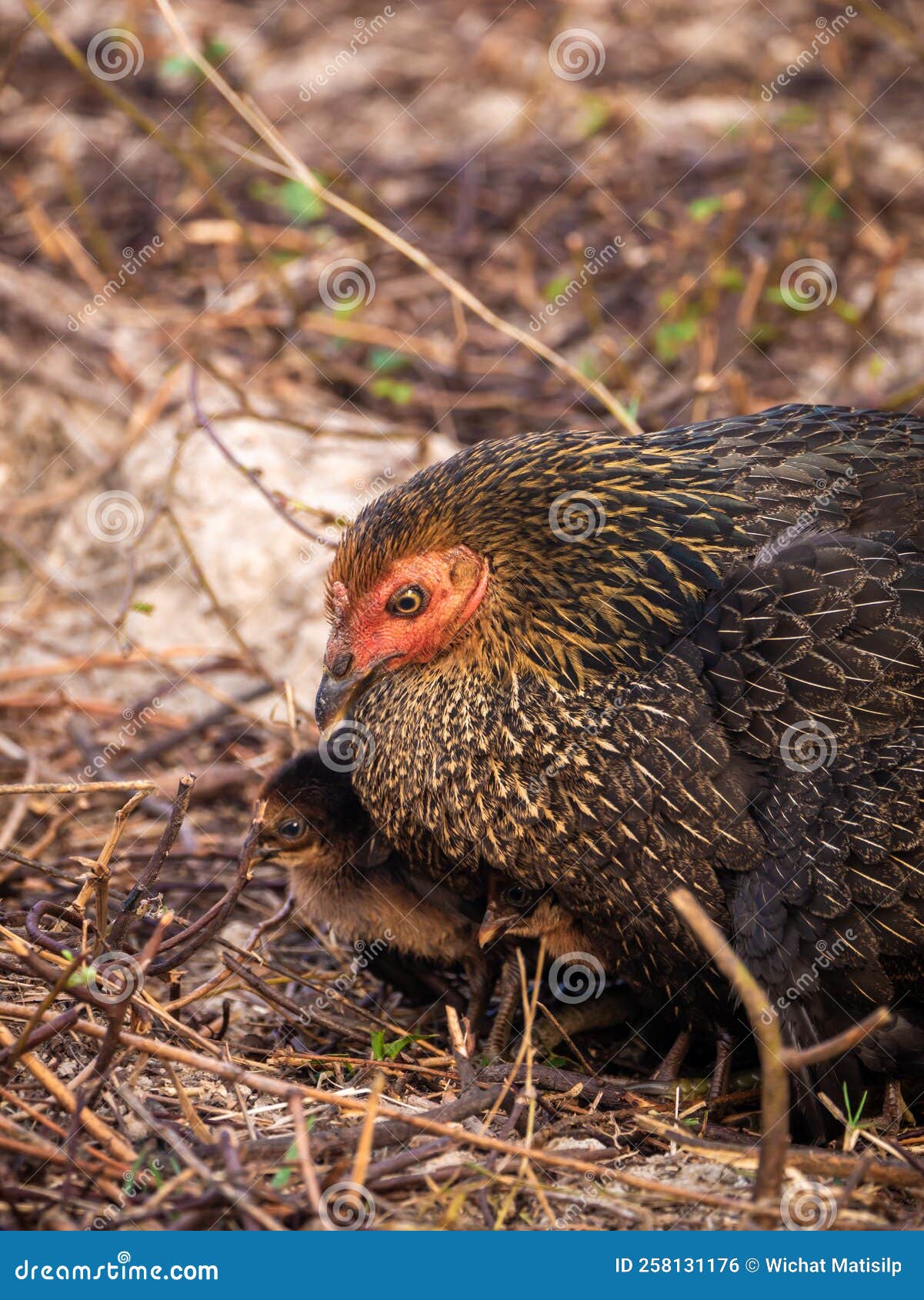 Hen is Sitting Hatching the Chick , Which is Hidden Stock Photo - Image ...