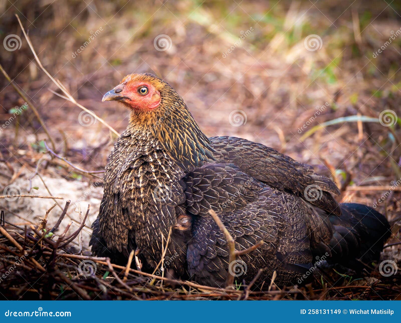 Hen is Sitting Hatching the Chick , Which is Hidden Stock Image - Image ...