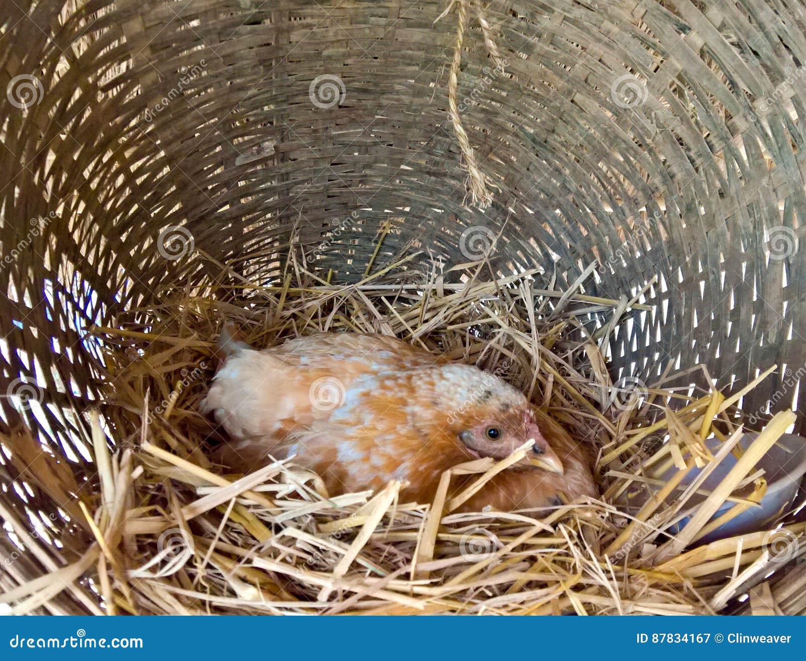 Hen Sitting on Nest stock image. Image of straw, nature - 87834167