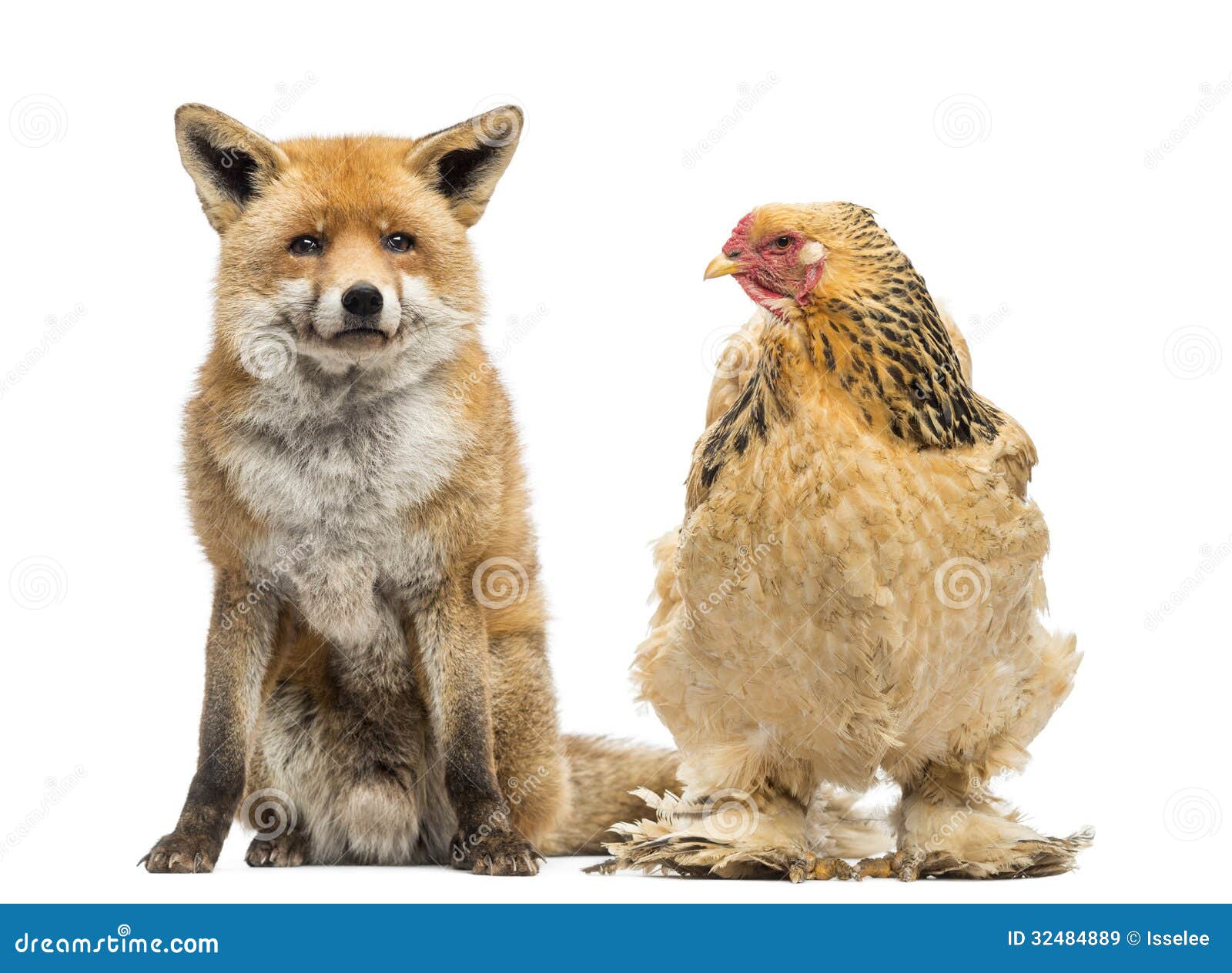 Hen Sitting Next To a Red Fox, Vulpes Vulpes, Looking at it Stock Image ...