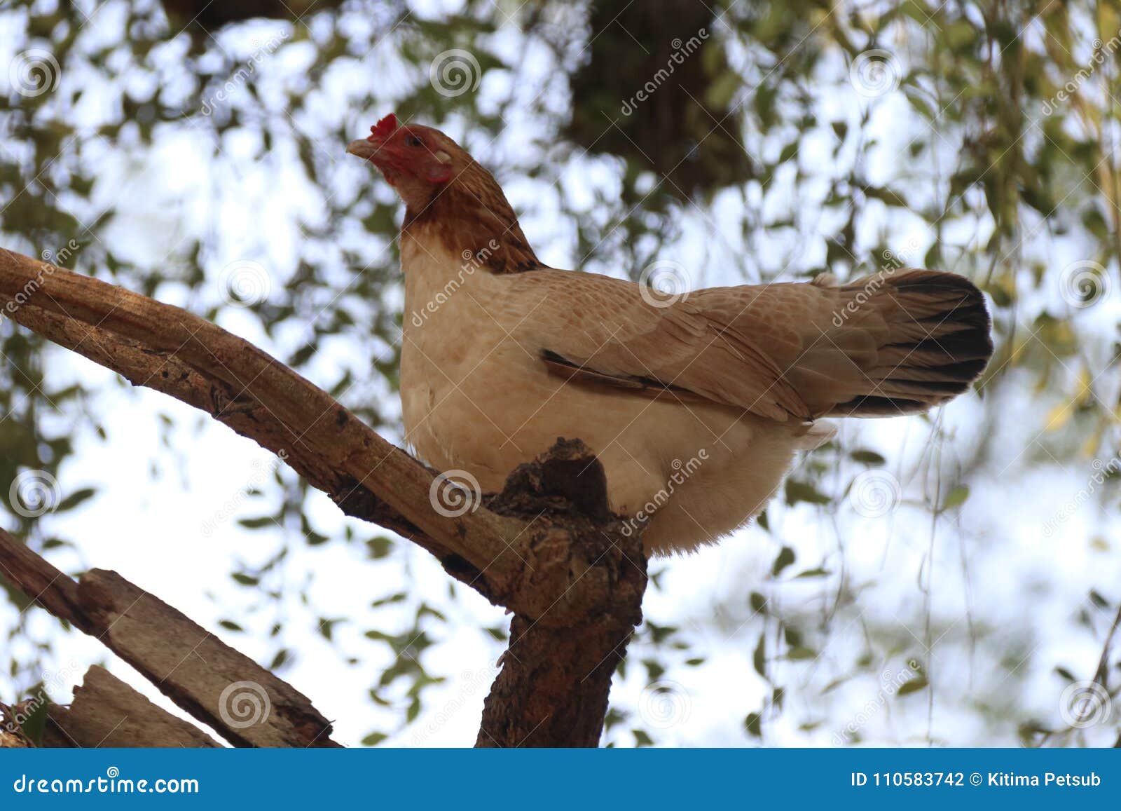 Chicken Sitting in a Branch Stock Photo - Image of white, rooster ...