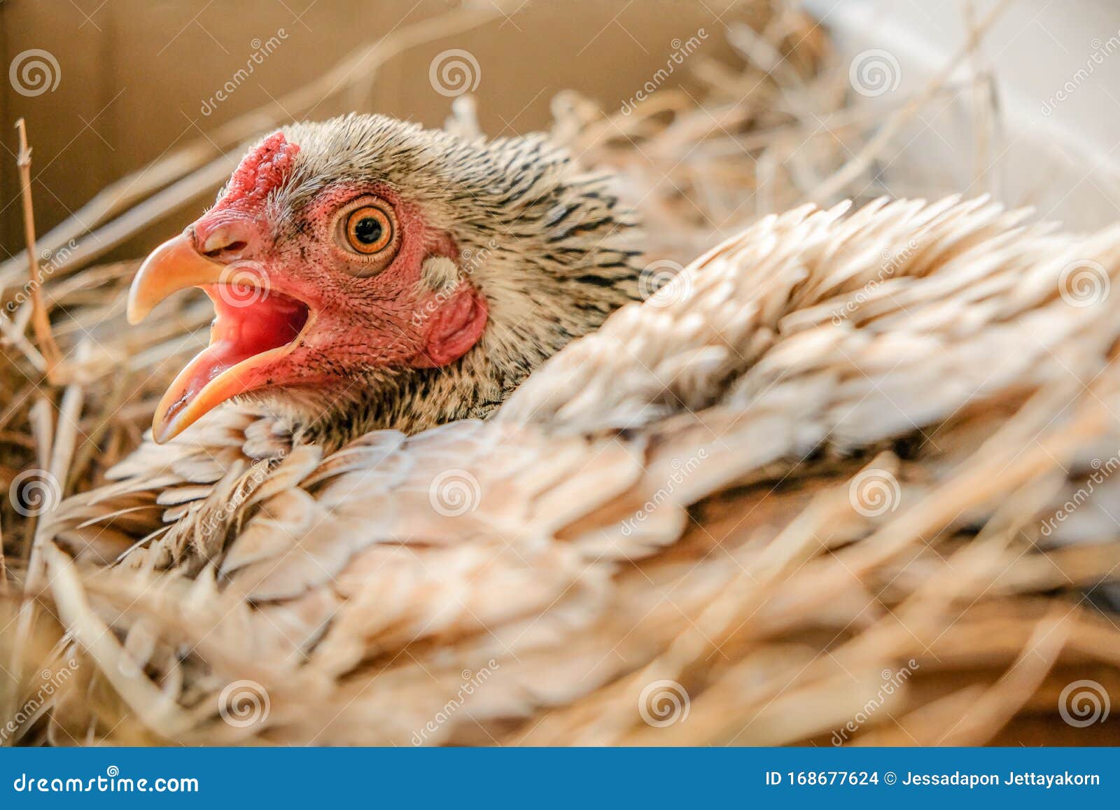 Hen and nest stock photo. Image of floated, lamp, children - 168677624