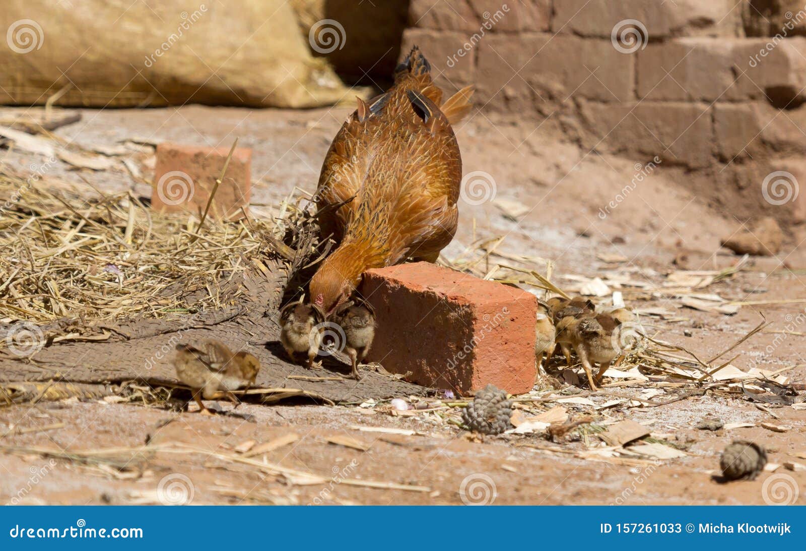 Hen with Chicken in Madagascar, Africa Stock Image - Image of bird ...