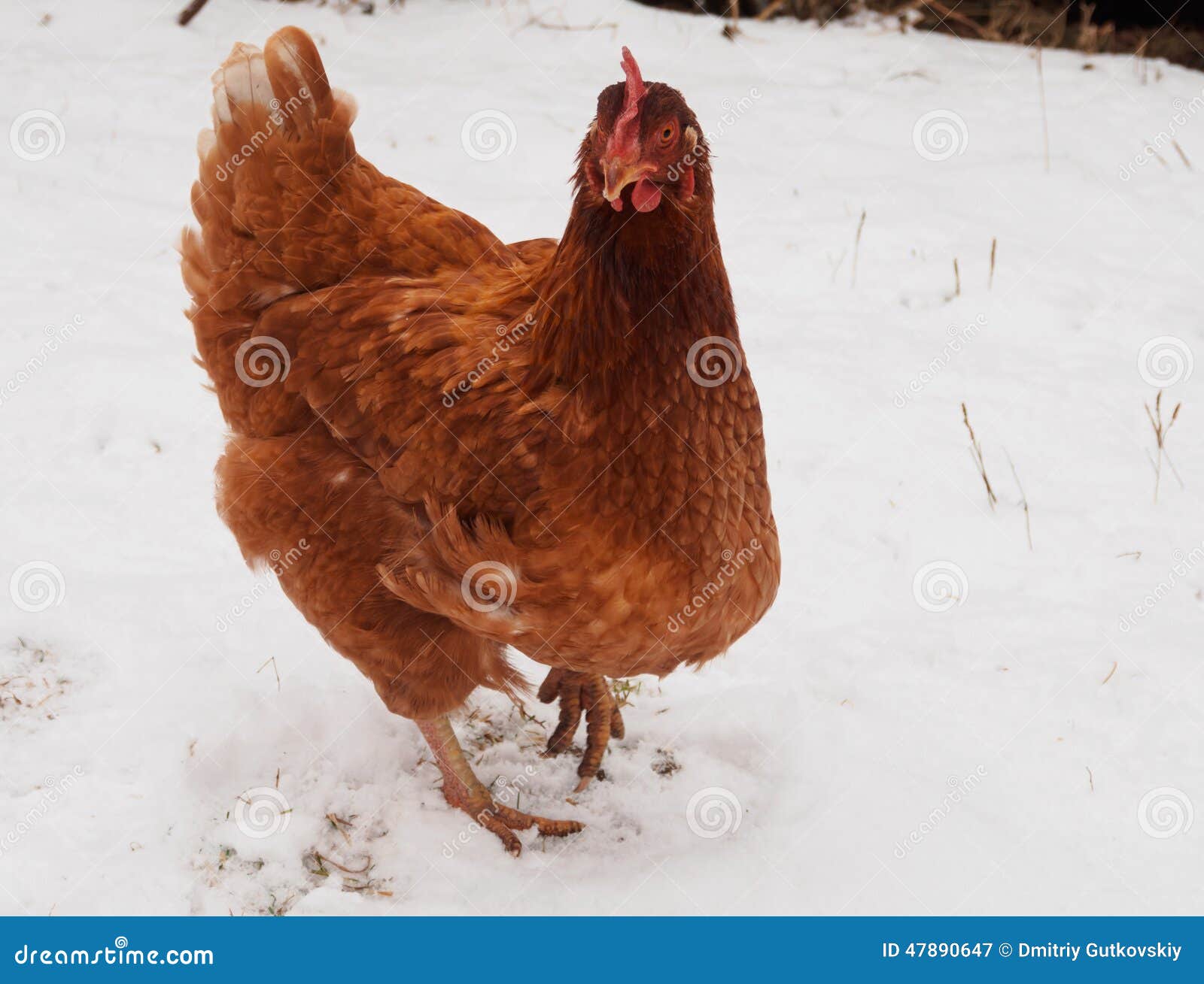 Hen on Snow stock image. Image of life, cockerel, breed - 47890647